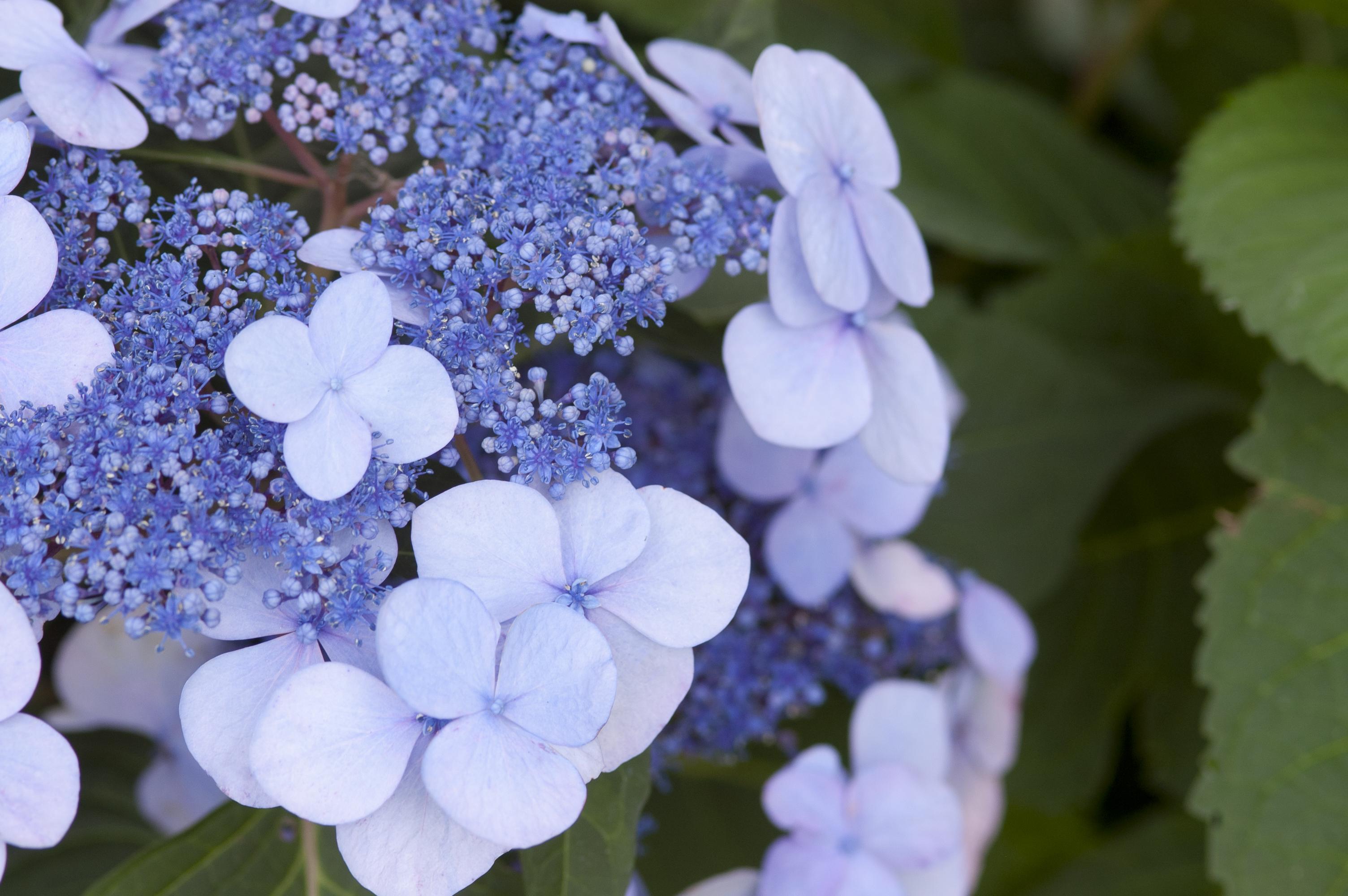 Hydrangea Garden Wallpapers - Top Free Hydrangea Garden Backgrounds ...