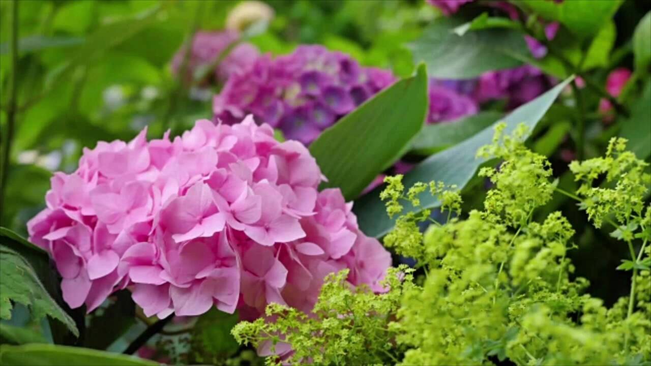 Hydrangea Garden Wallpapers - Top Free Hydrangea Garden Backgrounds - WallpaperAccess