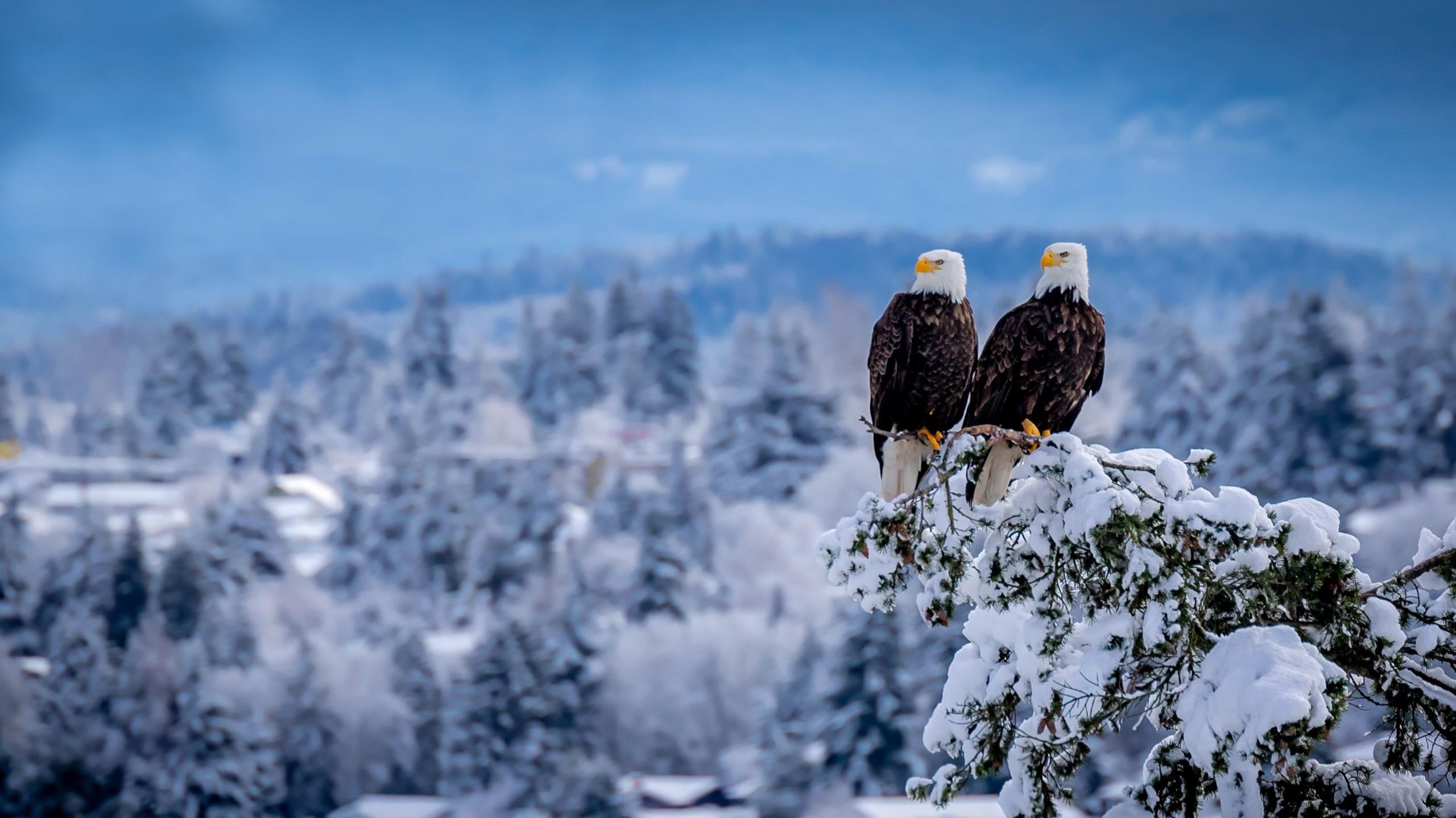 Eagle Winter Wallpapers - Top Free Eagle Winter Backgrounds ...