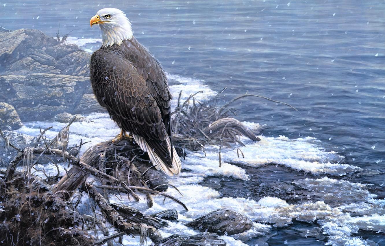 Eagle Winter Wallpapers - Top Free Eagle Winter Backgrounds ...