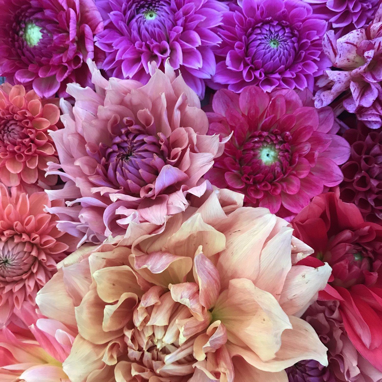 Chill Flower Wallpapers - Top Free Chill Flower Backgrounds ...