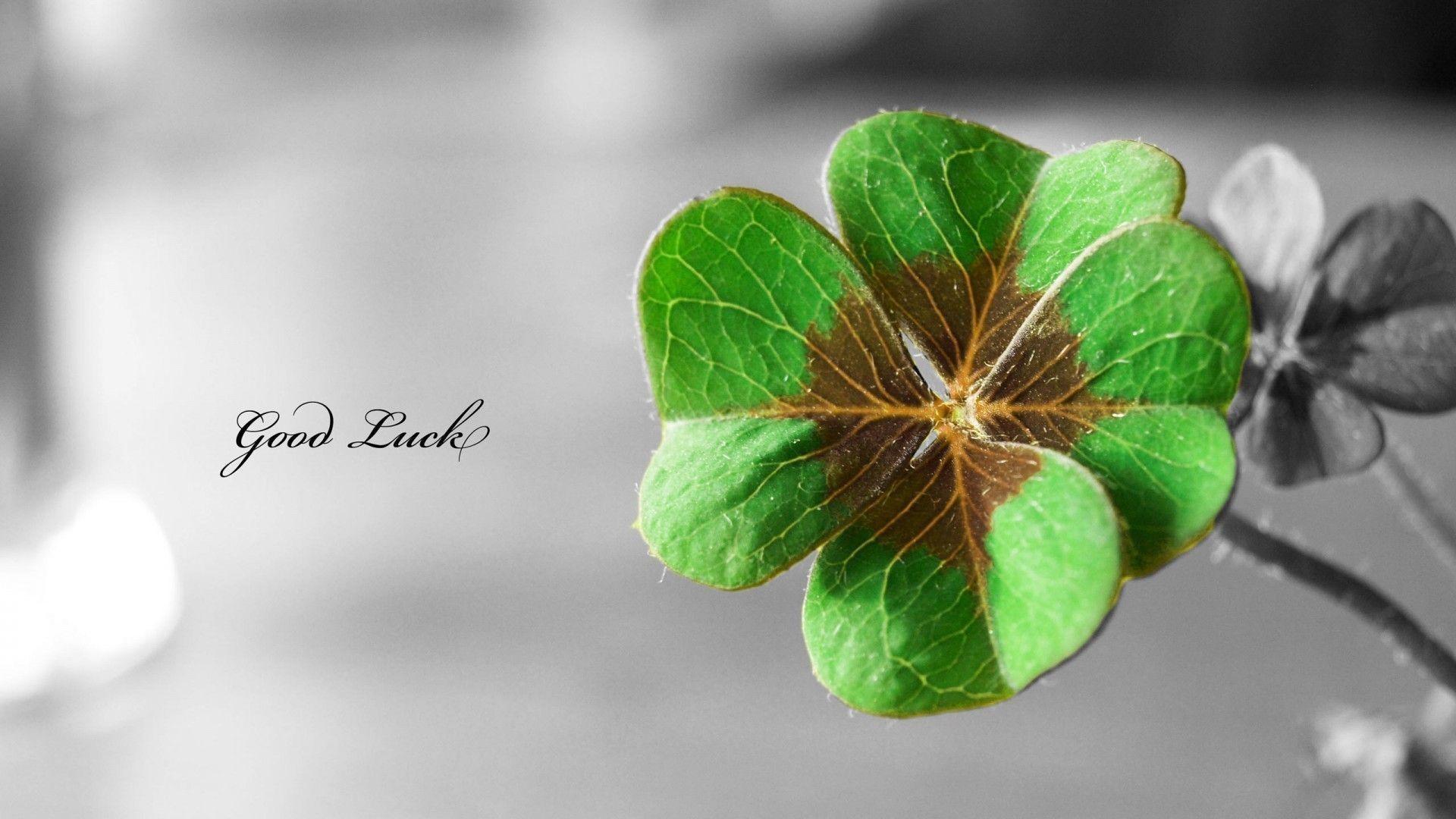 Lucky Desktop Wallpapers - Top Free Lucky Desktop Backgrounds ...