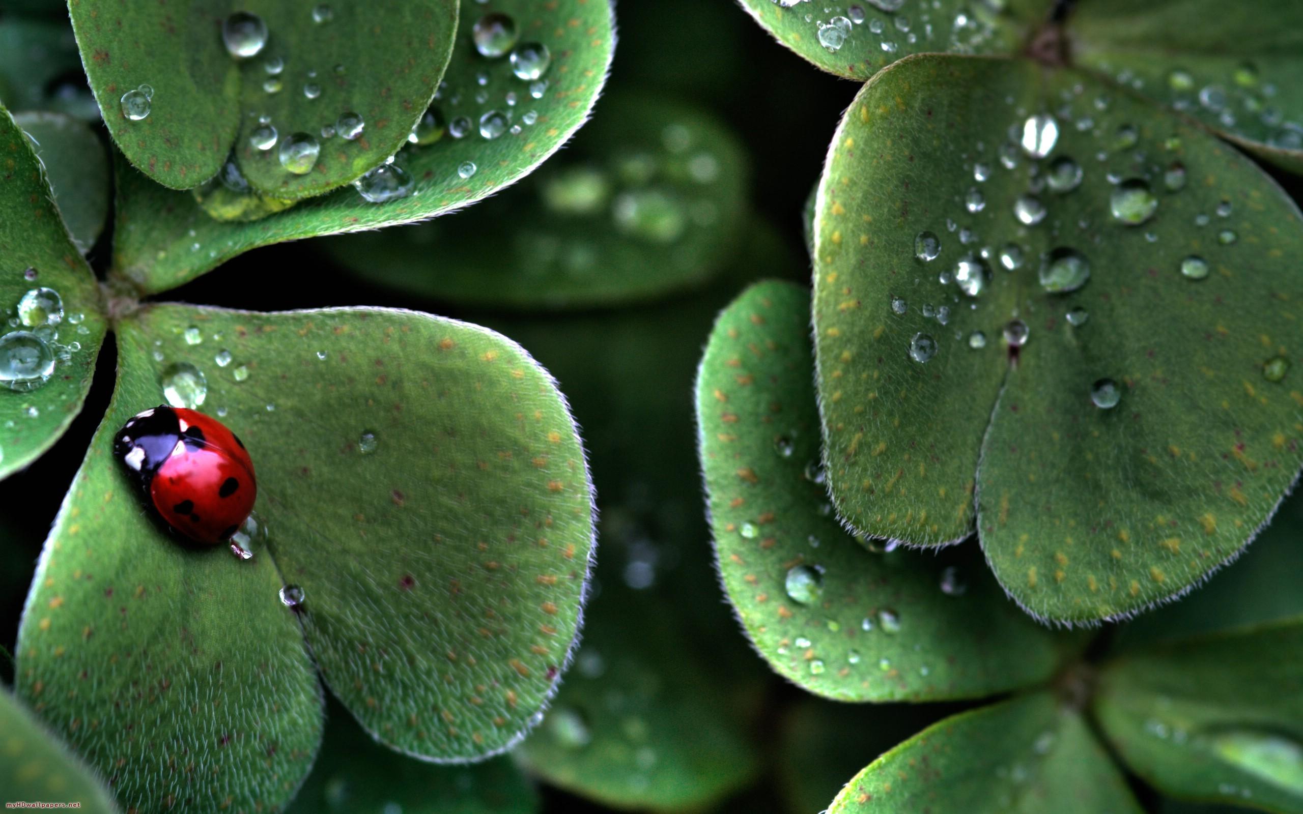 Lucky Desktop Wallpapers - Top Free Lucky Desktop Backgrounds ...