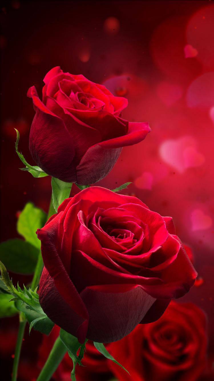 8K Rose Wallpapers - Top Free 8K Rose Backgrounds - WallpaperAccess