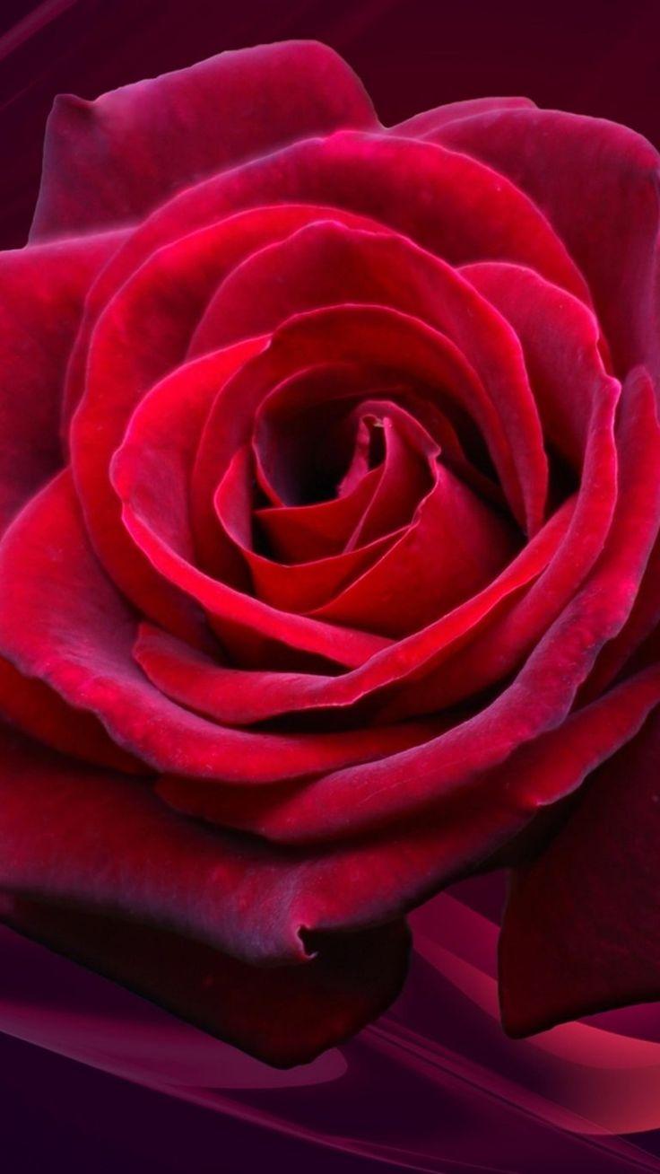 8K Rose Wallpapers - Top Free 8K Rose Backgrounds - WallpaperAccess