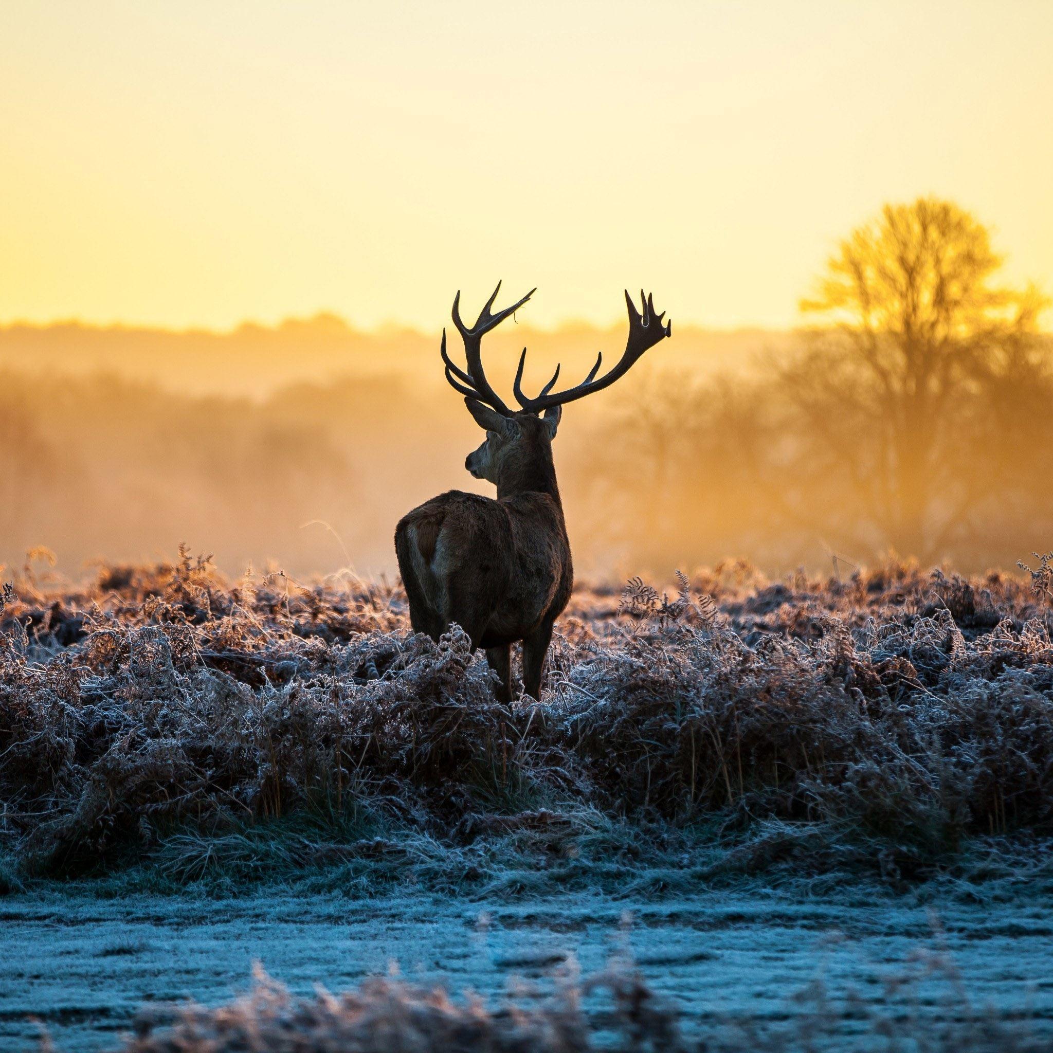 4K Galaxy Deer Wallpapers - Top Free 4K Galaxy Deer Backgrounds ...