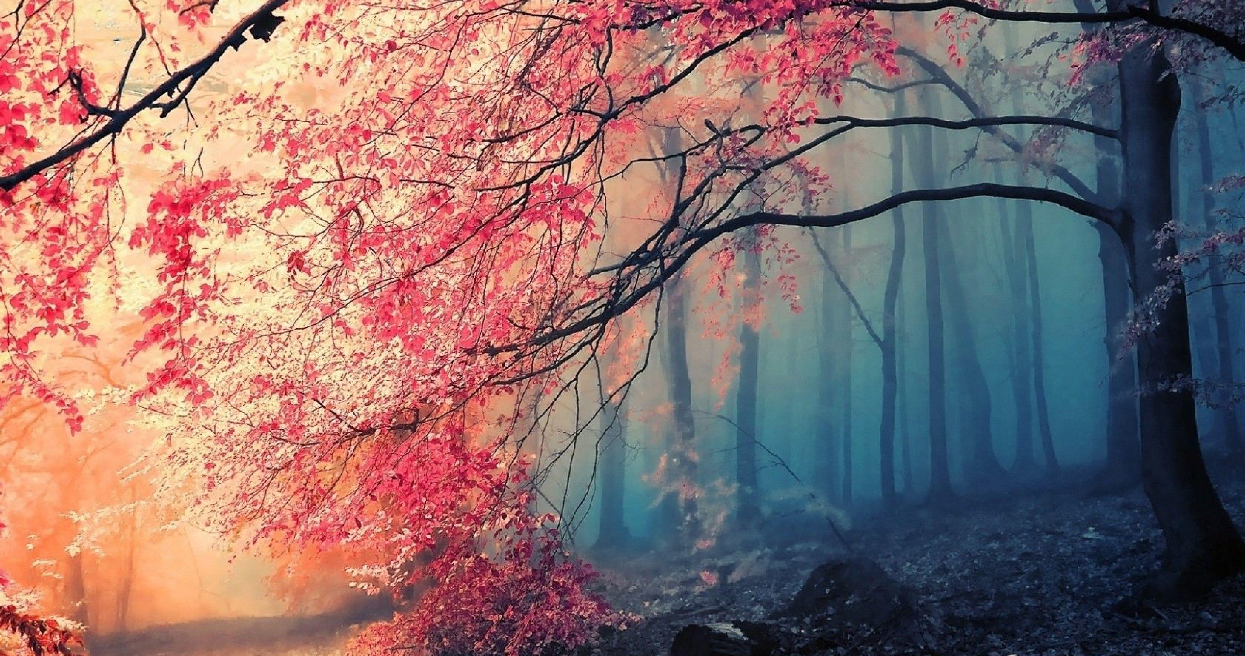 Red Forest 4K Wallpapers - Top Free Red Forest 4K Backgrounds ...