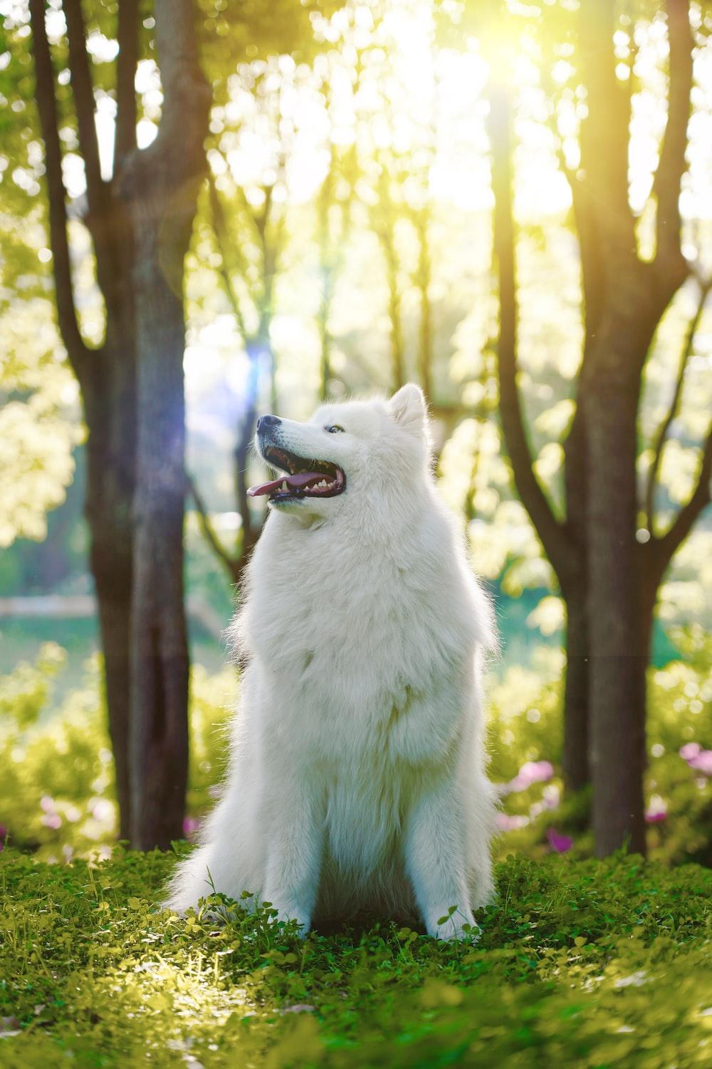 Cute Samoyed Dog Wallpapers - Top Free Cute Samoyed Dog Backgrounds ...