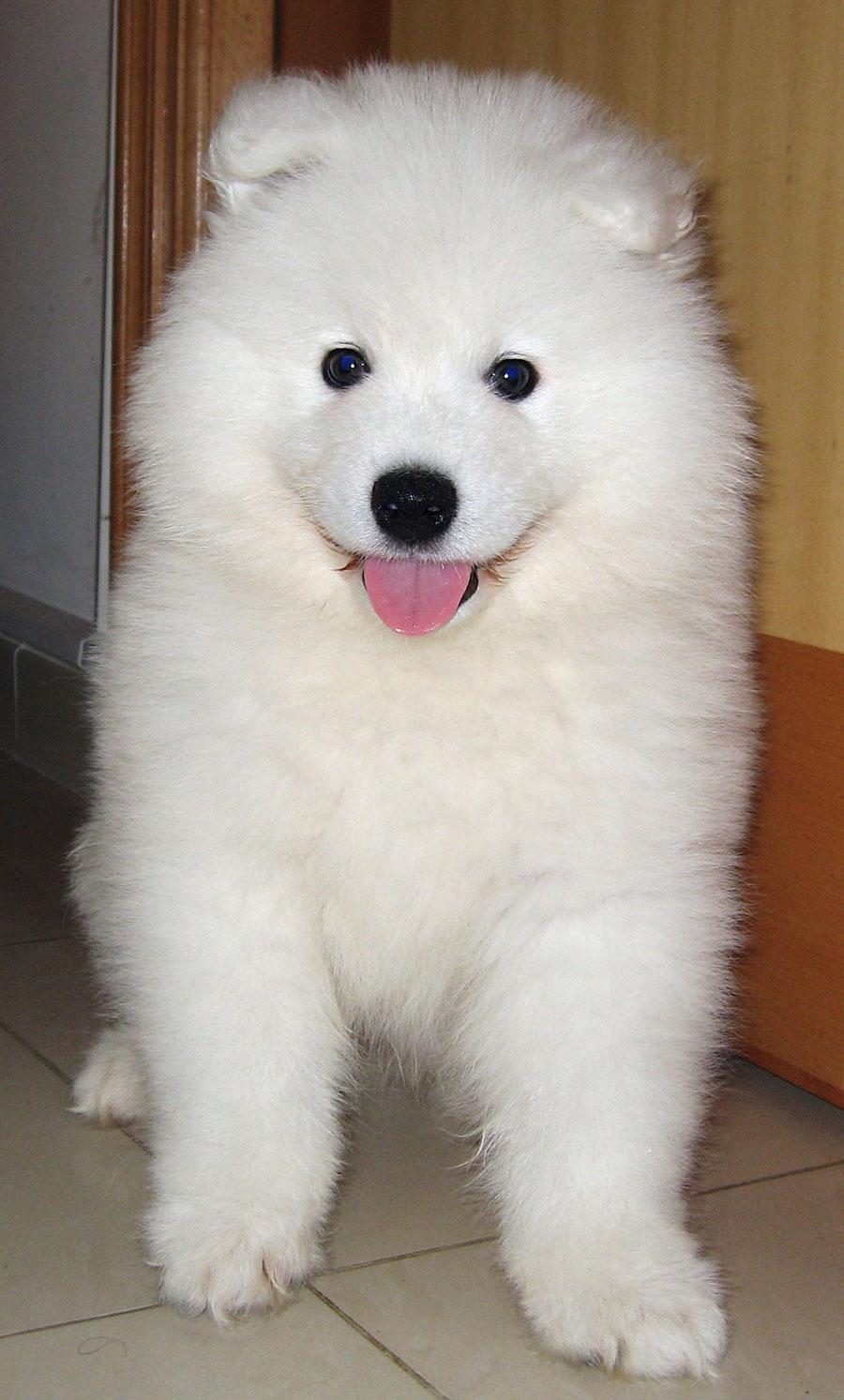 Cute Samoyed Dog Wallpapers - Top Free Cute Samoyed Dog Backgrounds ...