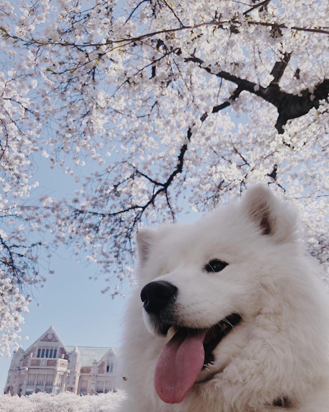 Cute Samoyed Dog Wallpapers - Top Free Cute Samoyed Dog Backgrounds ...