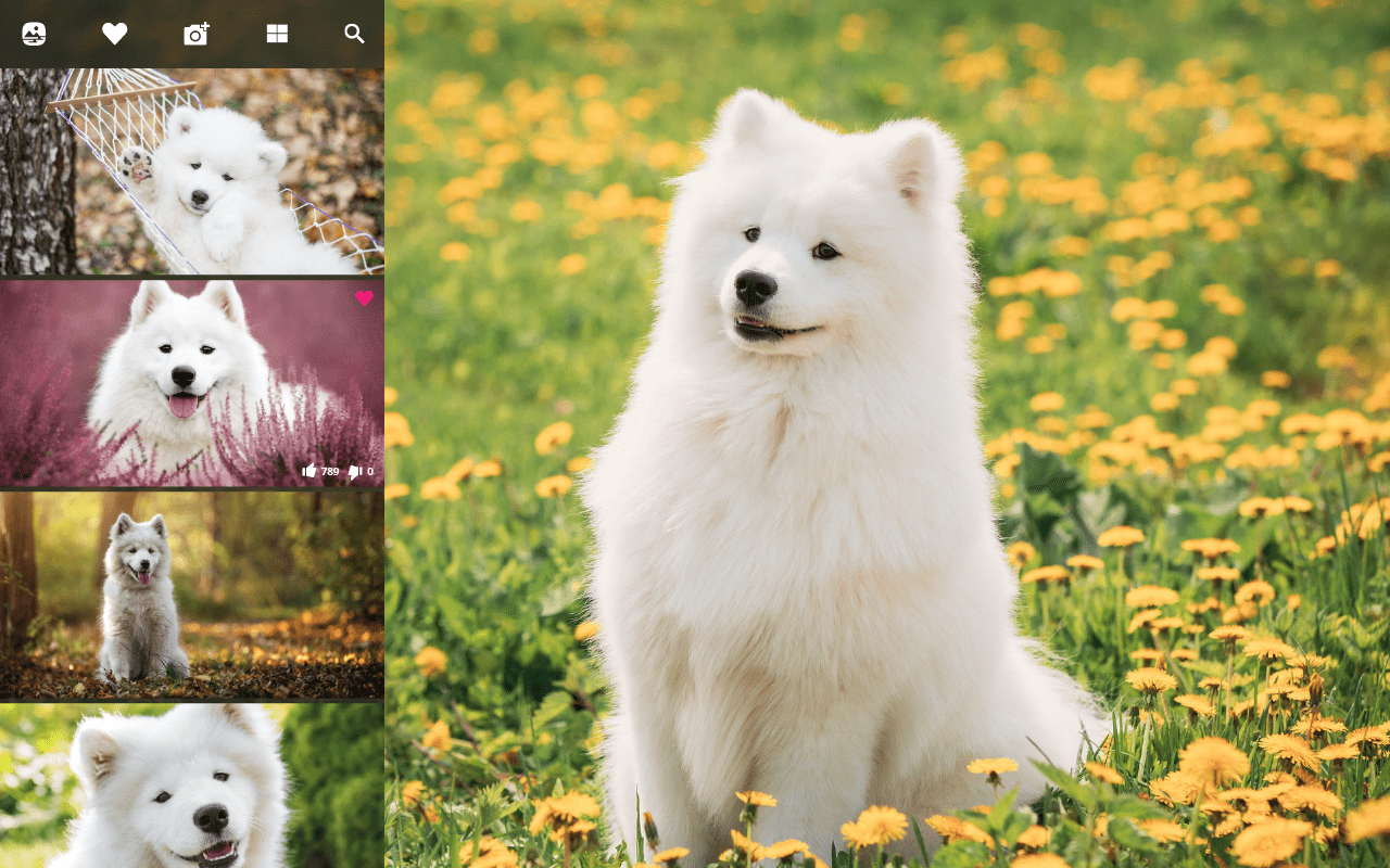 Cute Samoyed Dog Wallpapers - Top Free Cute Samoyed Dog Backgrounds ...