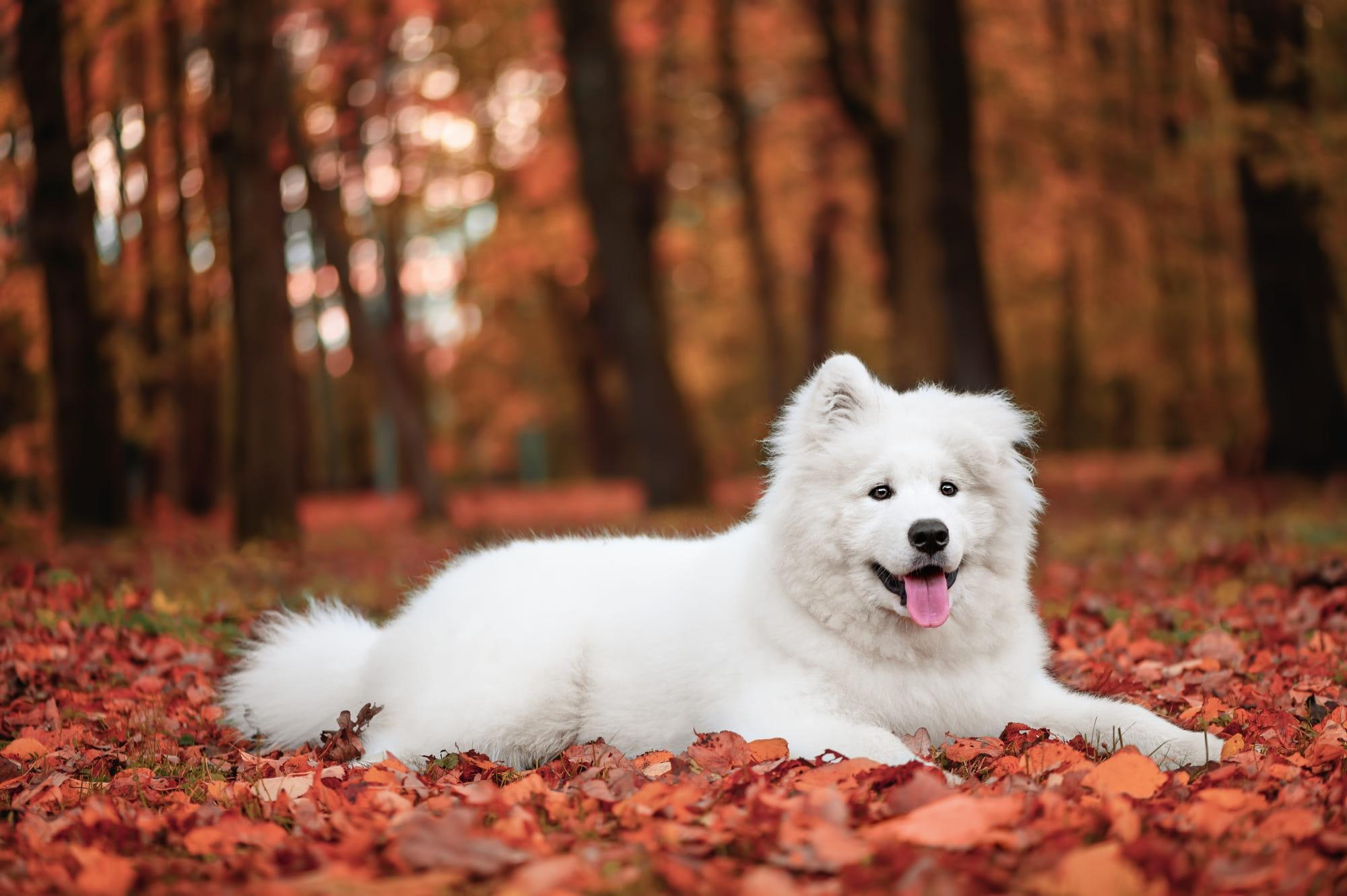 Cute Samoyed Dog Wallpapers - Top Free Cute Samoyed Dog Backgrounds ...