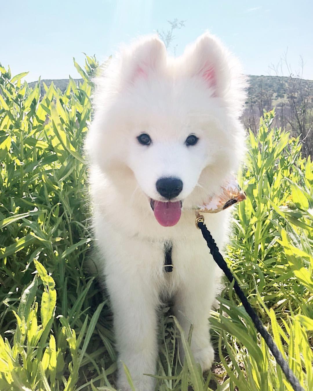 Cute Samoyed Dog Wallpapers - Top Free Cute Samoyed Dog Backgrounds ...