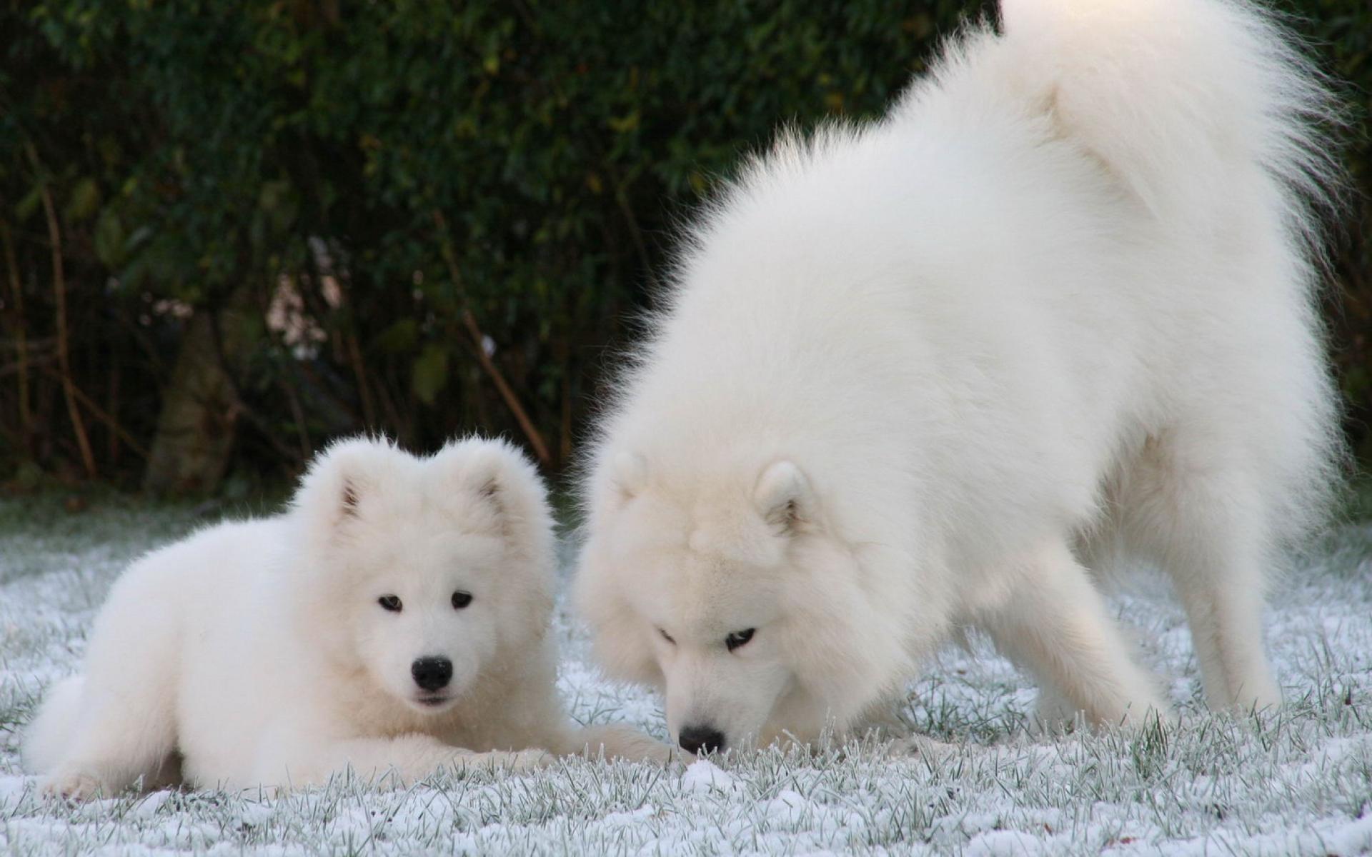 Cute Samoyed Dog Wallpapers - Top Free Cute Samoyed Dog Backgrounds ...