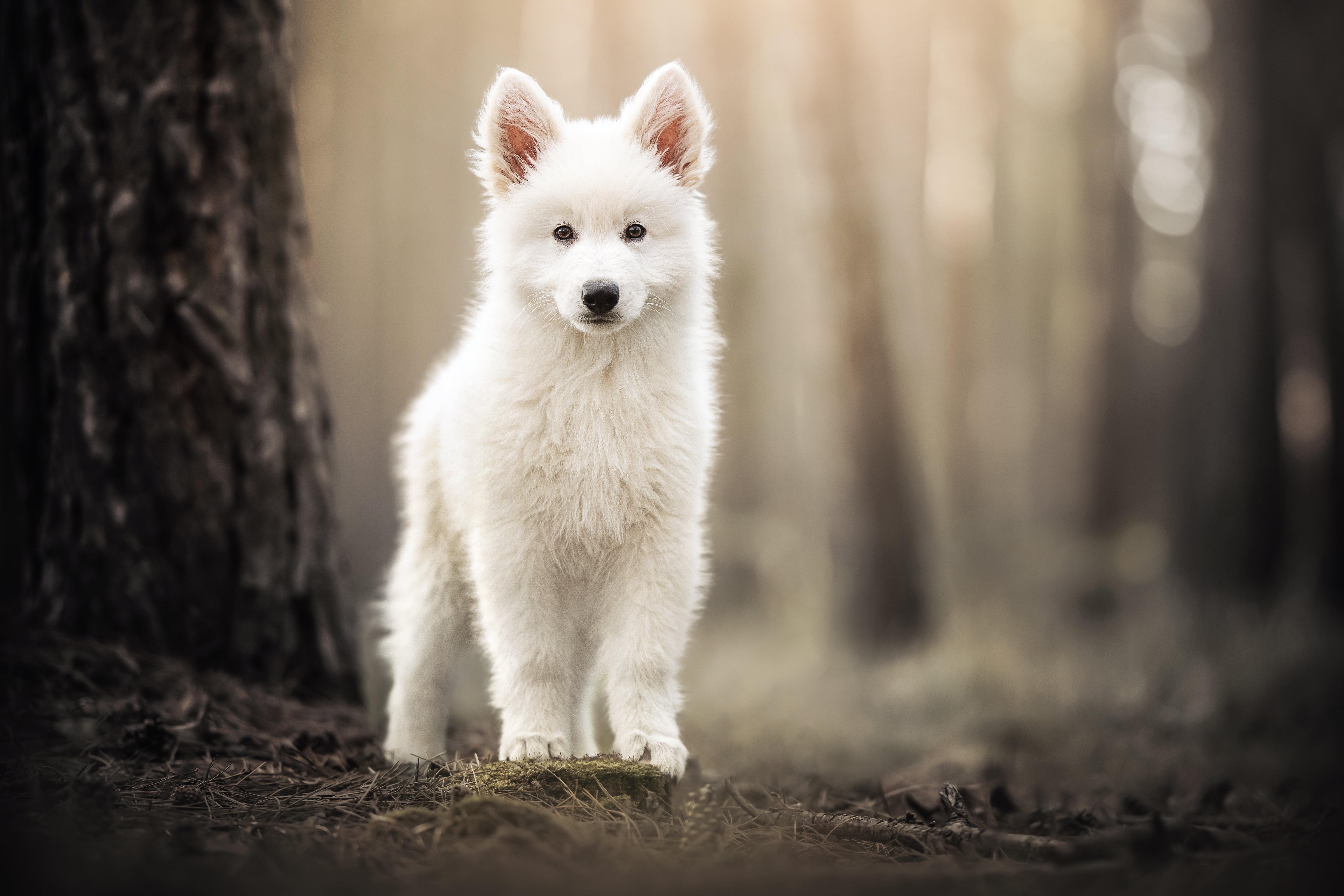 Cute Samoyed Dog Wallpapers - Top Free Cute Samoyed Dog Backgrounds ...