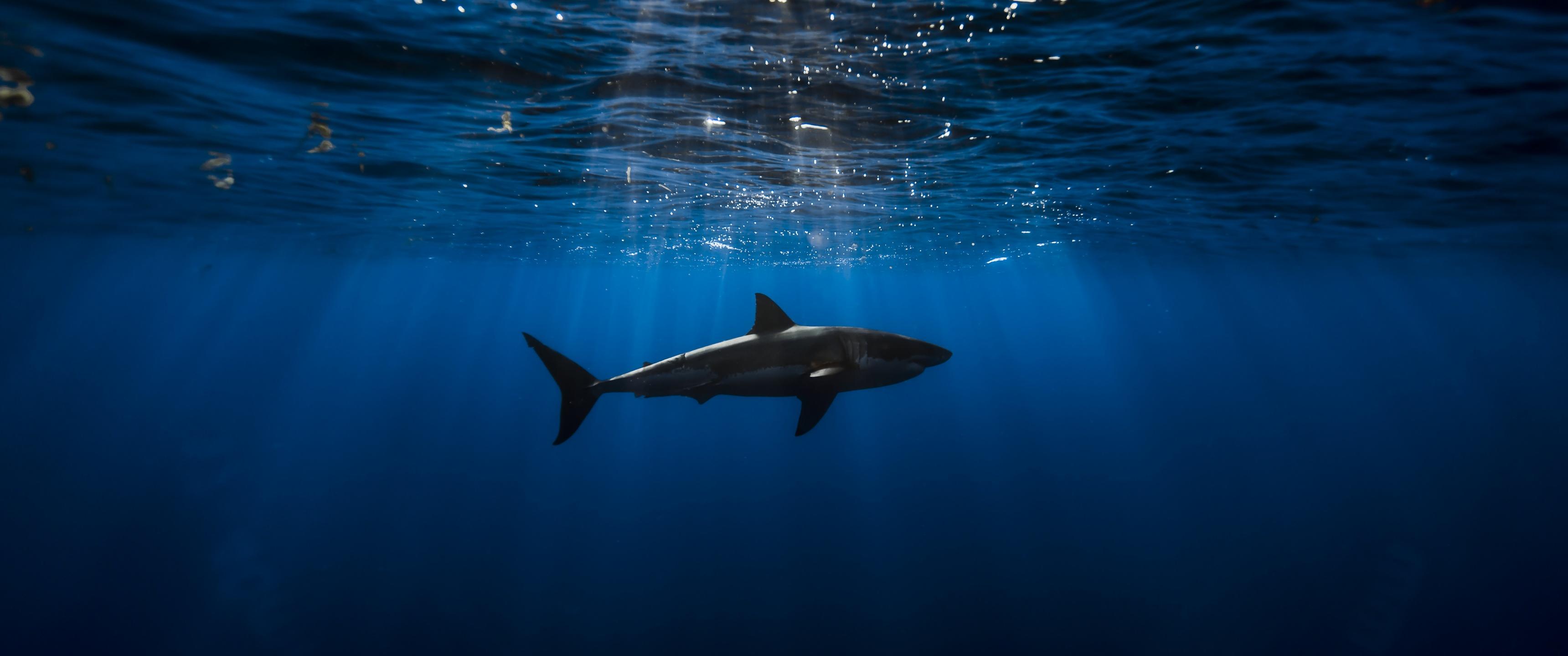 Shark Dual Monitor Wallpapers - Top Free Shark Dual Monitor Backgrounds ...