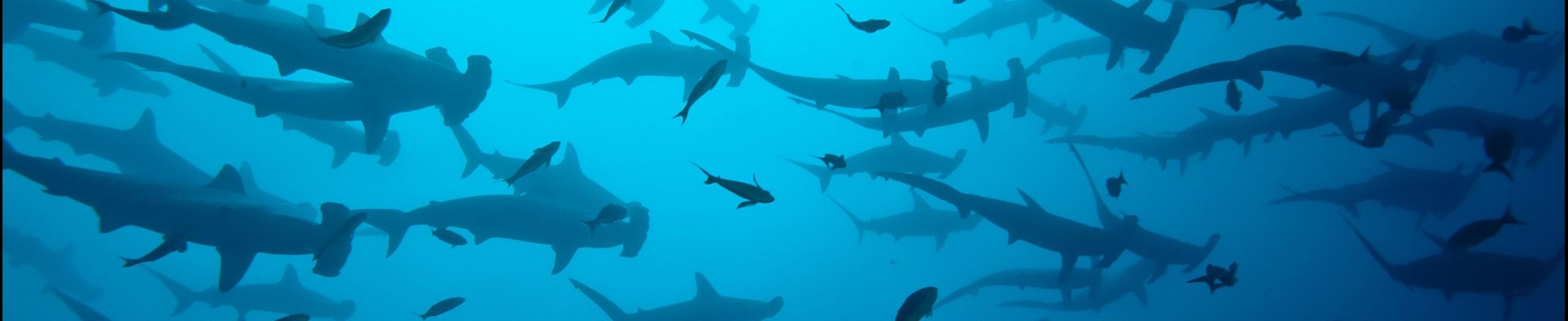 Shark Dual Monitor Wallpapers - Top Free Shark Dual Monitor Backgrounds ...