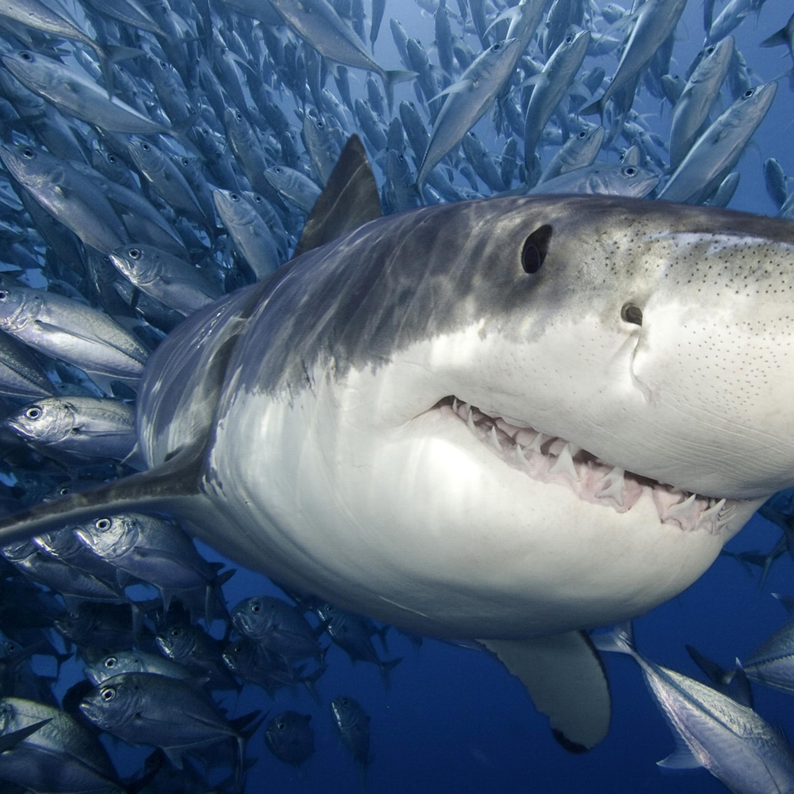 Shark Dual Monitor Wallpapers - Top Free Shark Dual Monitor Backgrounds ...