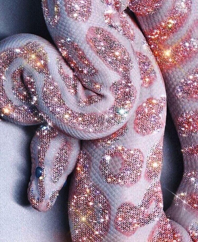 Pink Snake Wallpapers - Top Free Pink Snake Backgrounds - WallpaperAccess