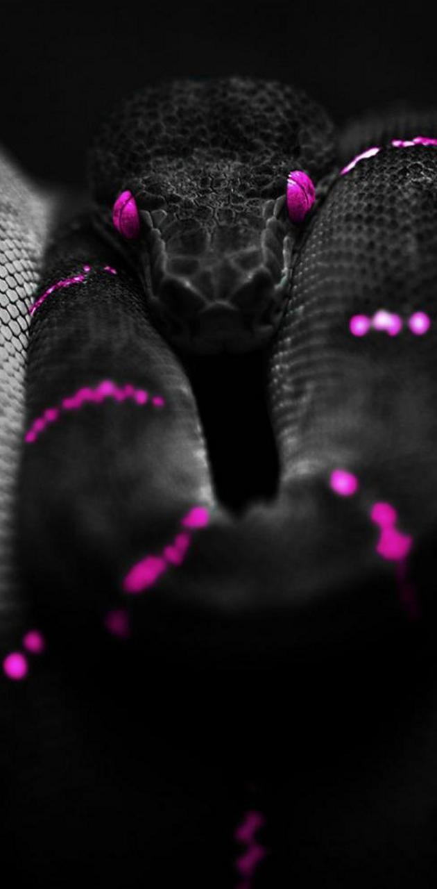 Pink Snake Wallpapers - Top Free Pink Snake Backgrounds - WallpaperAccess