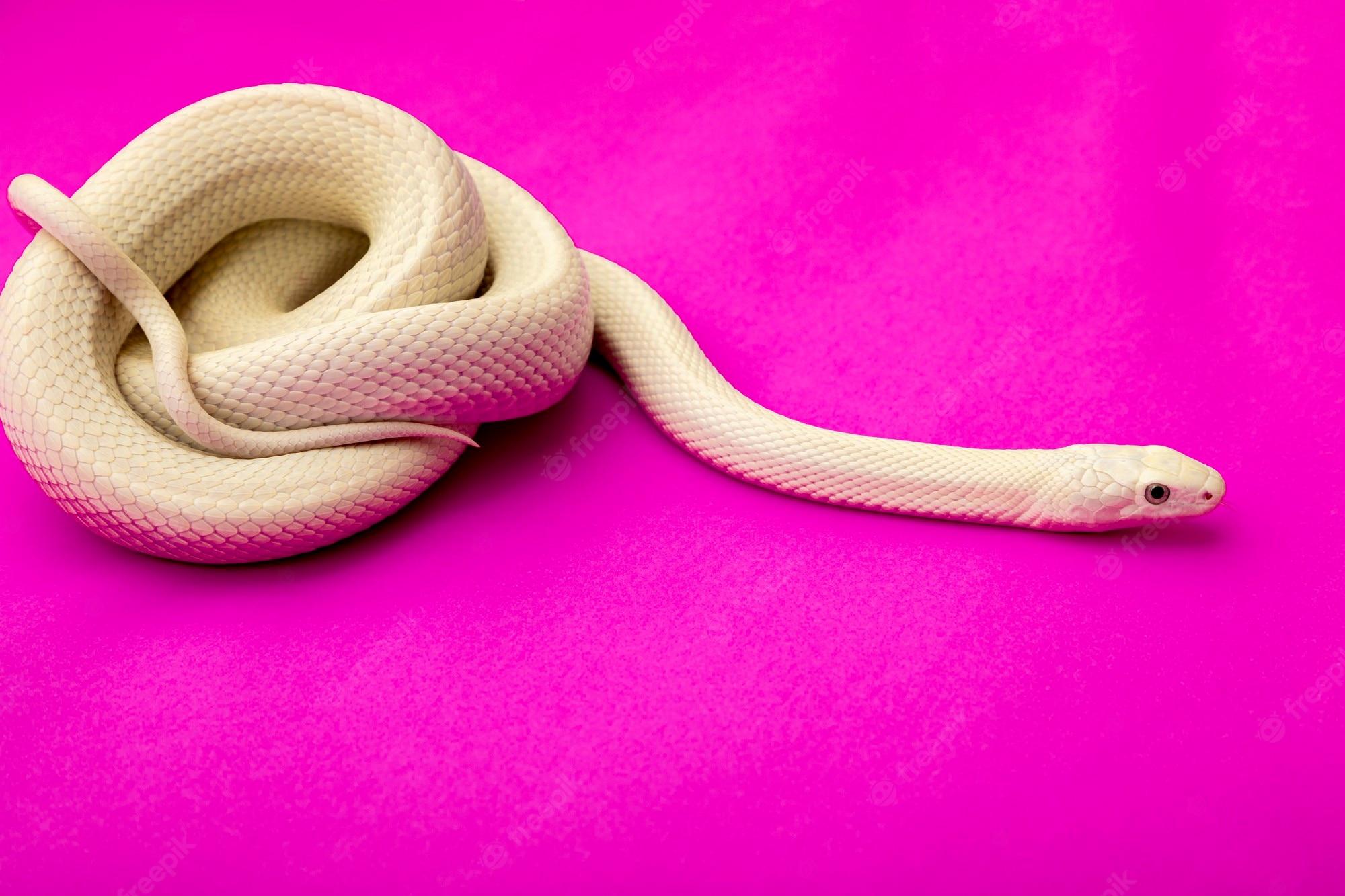 Pink Snake Wallpapers - Top Free Pink Snake Backgrounds - WallpaperAccess