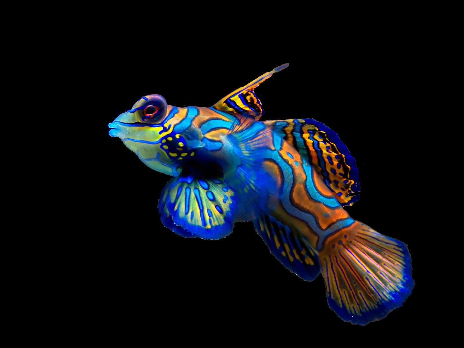 Mandarin Fish Wallpapers - Top Free Mandarin Fish Backgrounds - WallpaperAccess