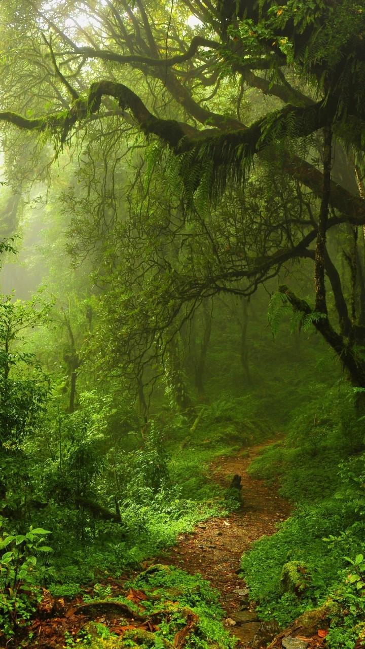 Night Green Forest Wallpapers - Top Free Night Green Forest Backgrounds ...
