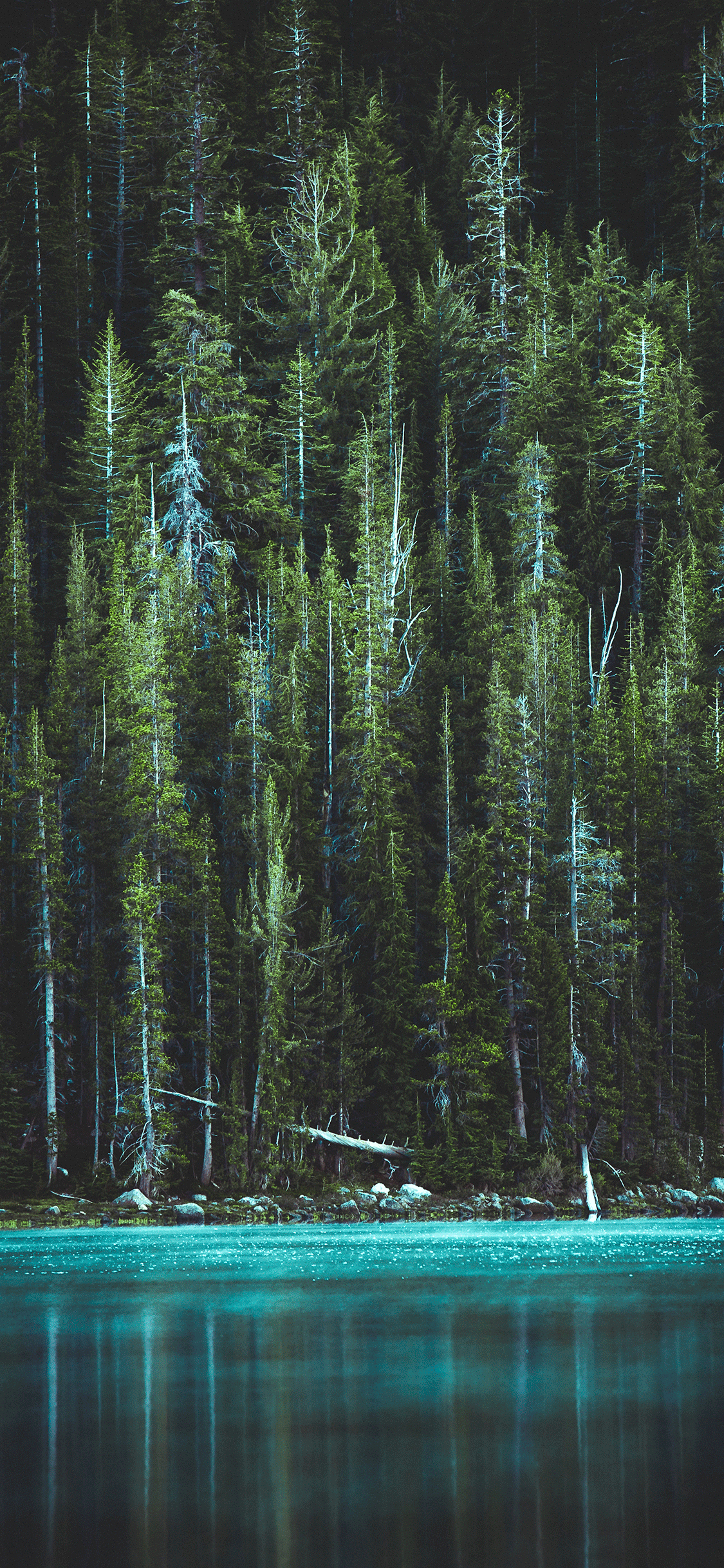 Night Green Forest Wallpapers - Top Free Night Green Forest Backgrounds ...
