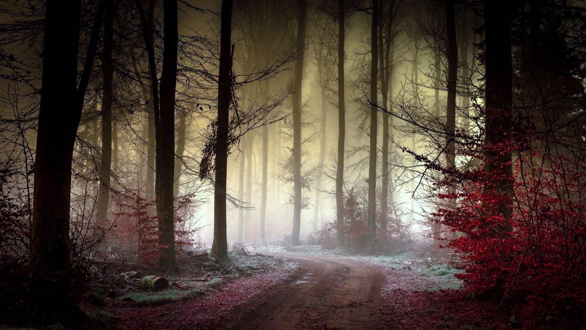 Beautiful Night Forest Wallpapers - Top Free Beautiful Night Forest ...