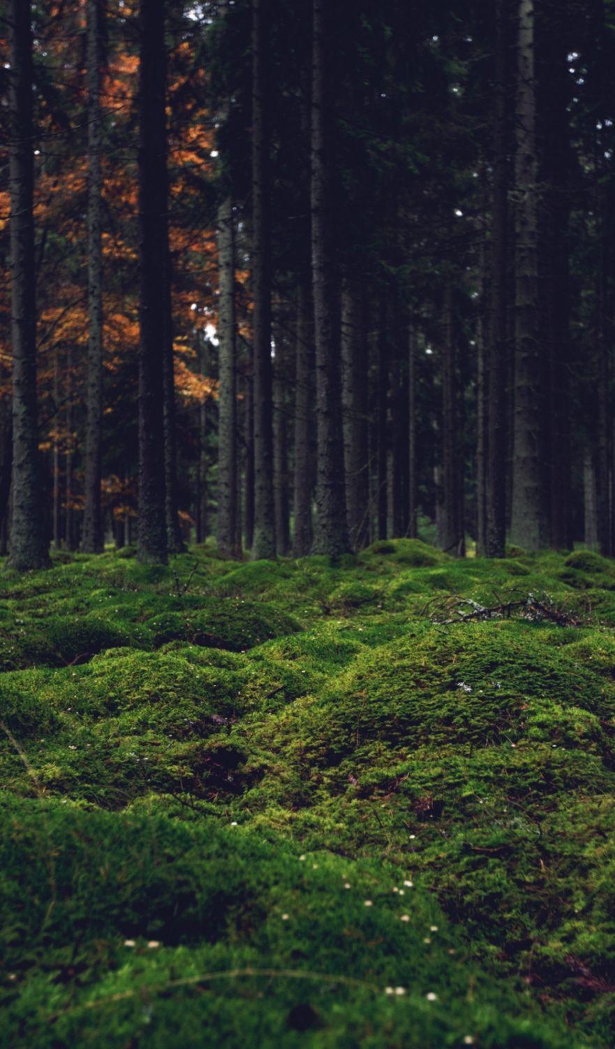 Night Green Forest Wallpapers - Top Free Night Green Forest Backgrounds ...