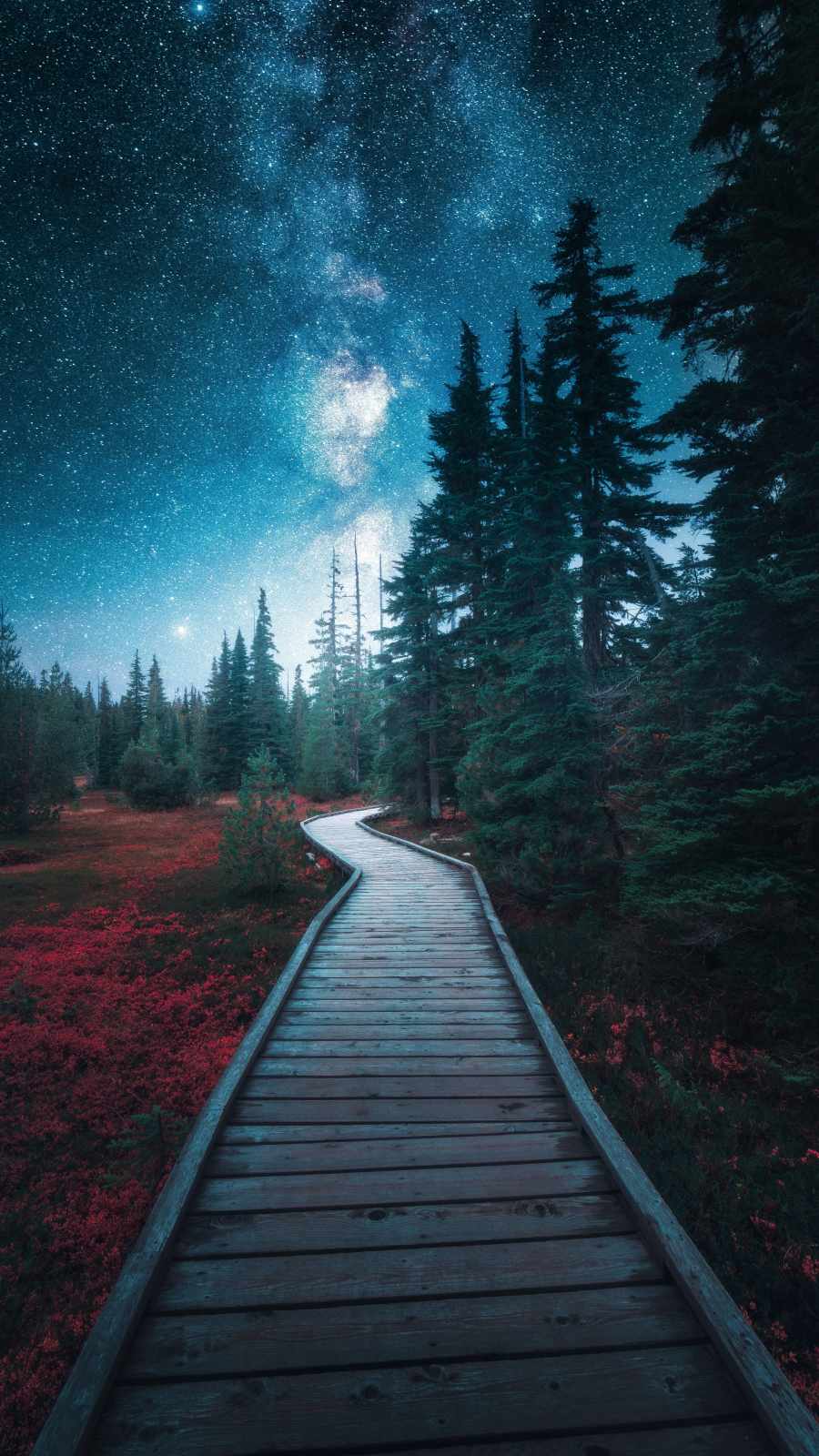 Beautiful Night Forest Wallpapers - Top Free Beautiful Night Forest ...