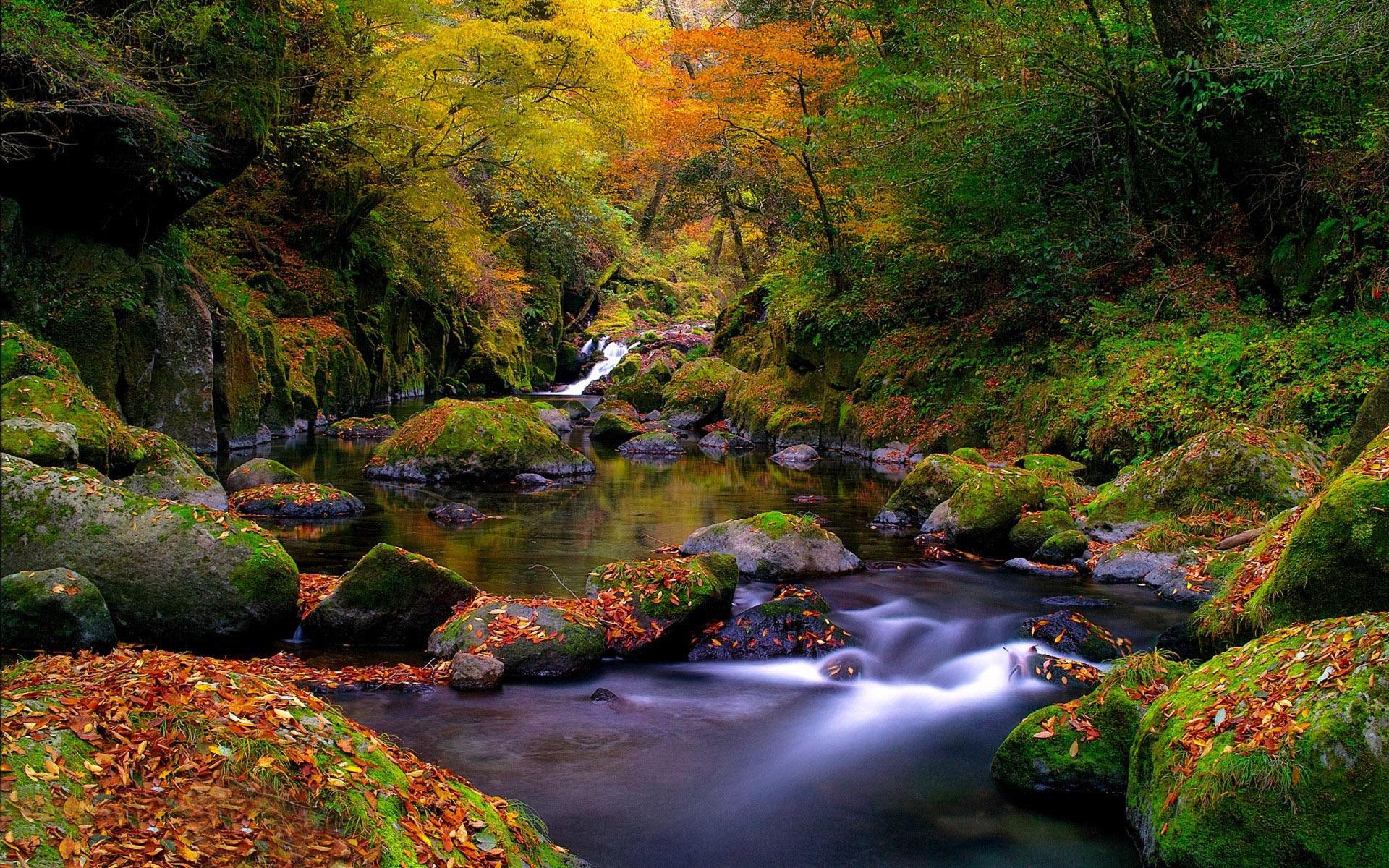 Night Green Forest Wallpapers - Top Free Night Green Forest Backgrounds ...