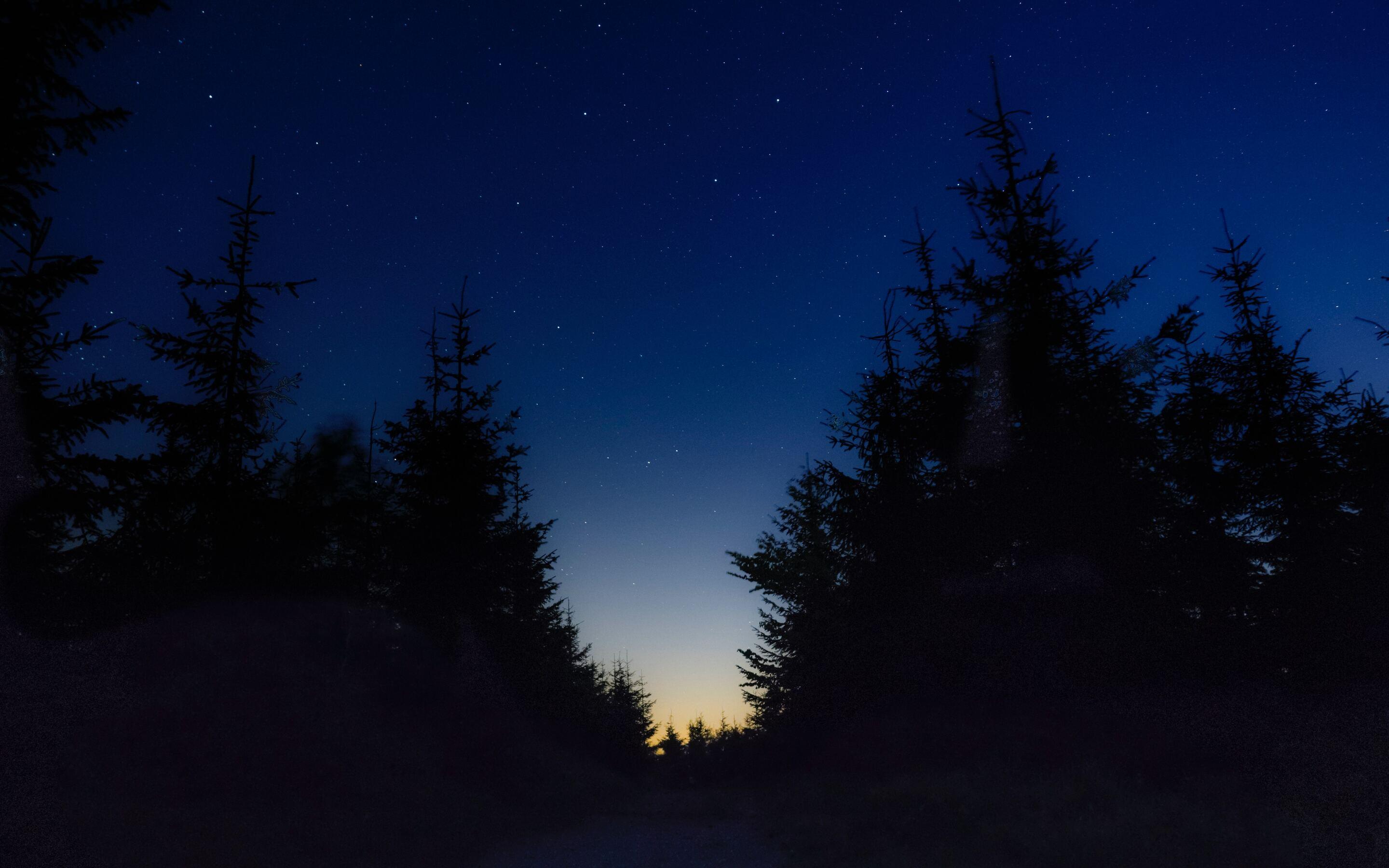 Beautiful Night Forest Wallpapers - Top Free Beautiful Night Forest ...