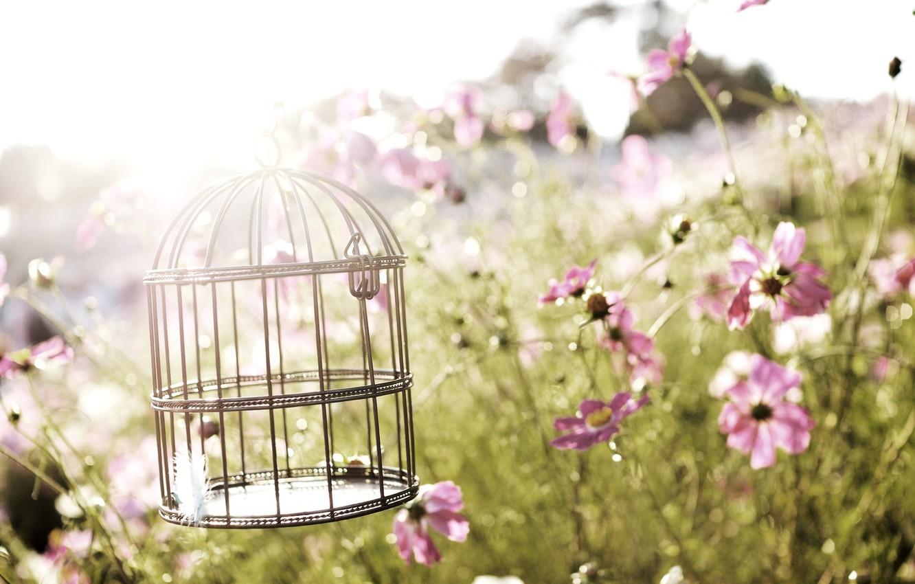 Bird Cage Wallpapers - Top Free Bird Cage Backgrounds - WallpaperAccess