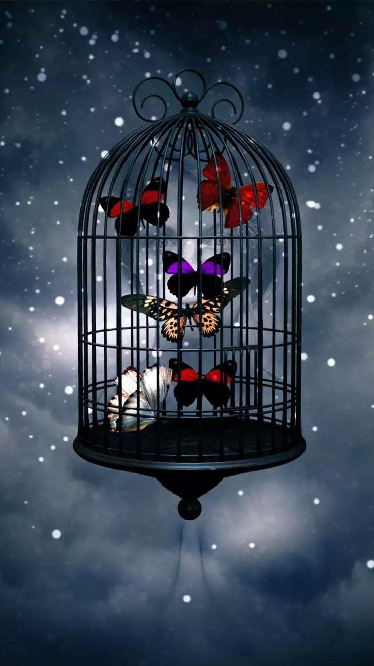 Bird Cage Wallpapers - Top Free Bird Cage Backgrounds - WallpaperAccess