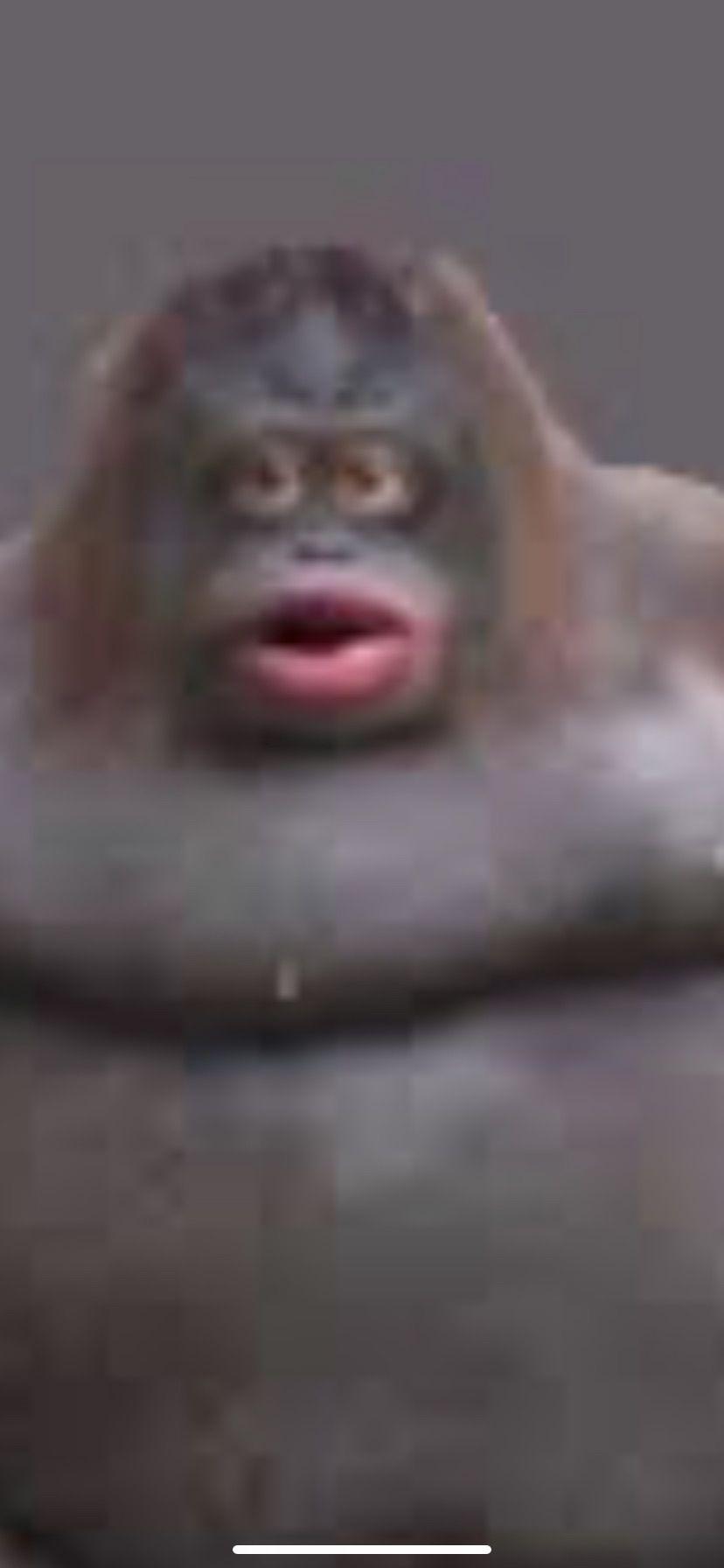 Monkey Meme Wallpapers - Top Free Monkey Meme Backgrounds - WallpaperAccess