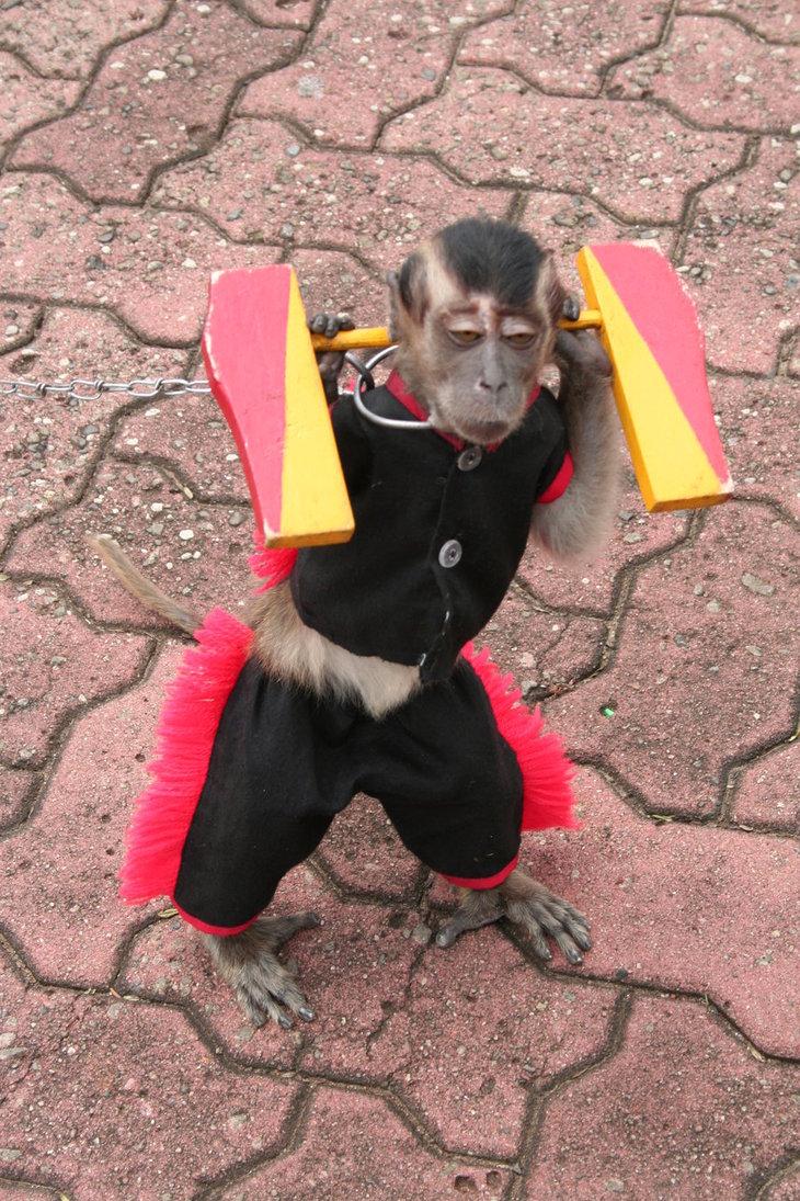 Monkey Meme Wallpapers - Top Free Monkey Meme Backgrounds - WallpaperAccess