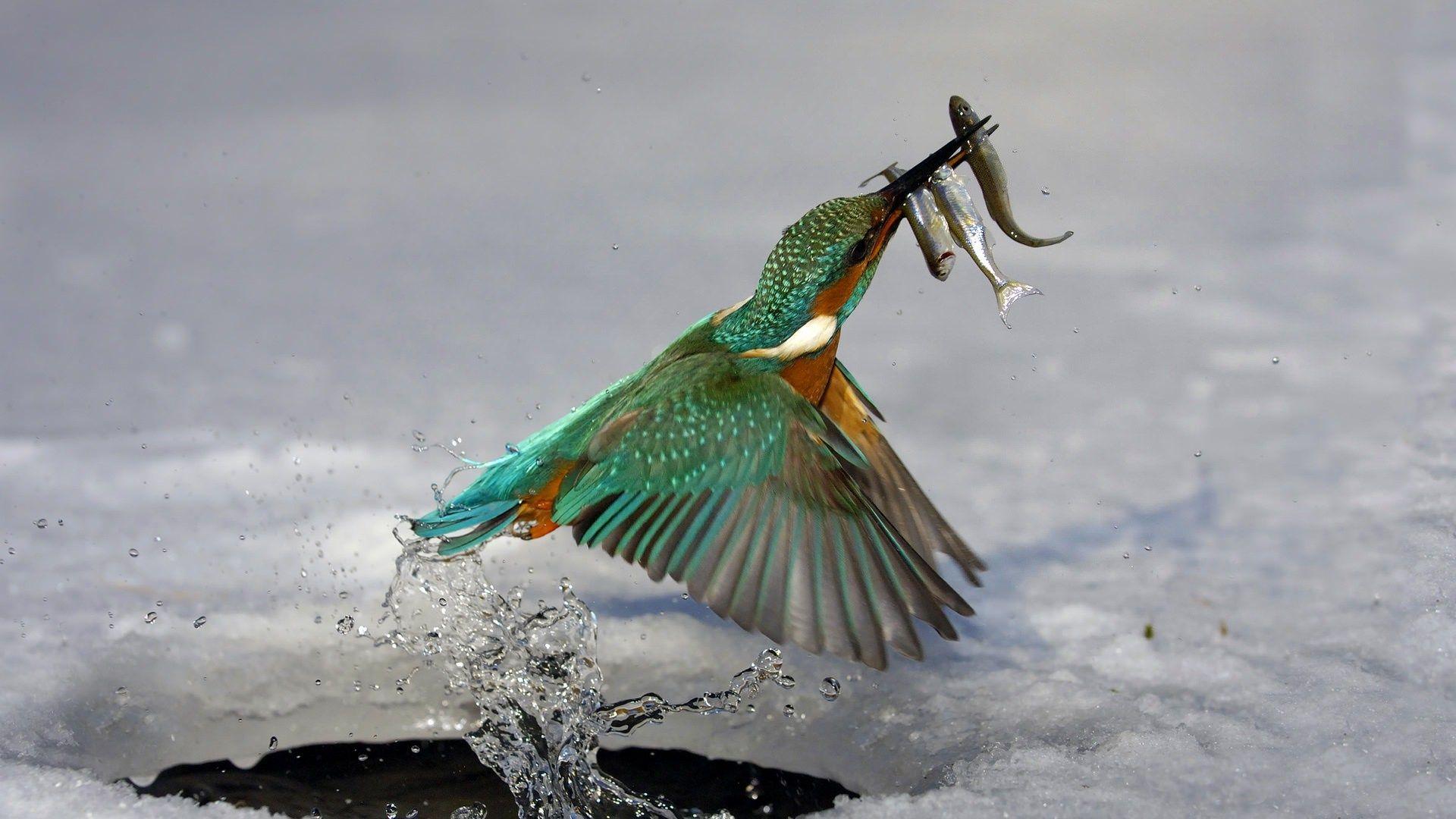 Hunting & Fishing Desktop Wallpapers - Top Free Hunting & Fishing ...