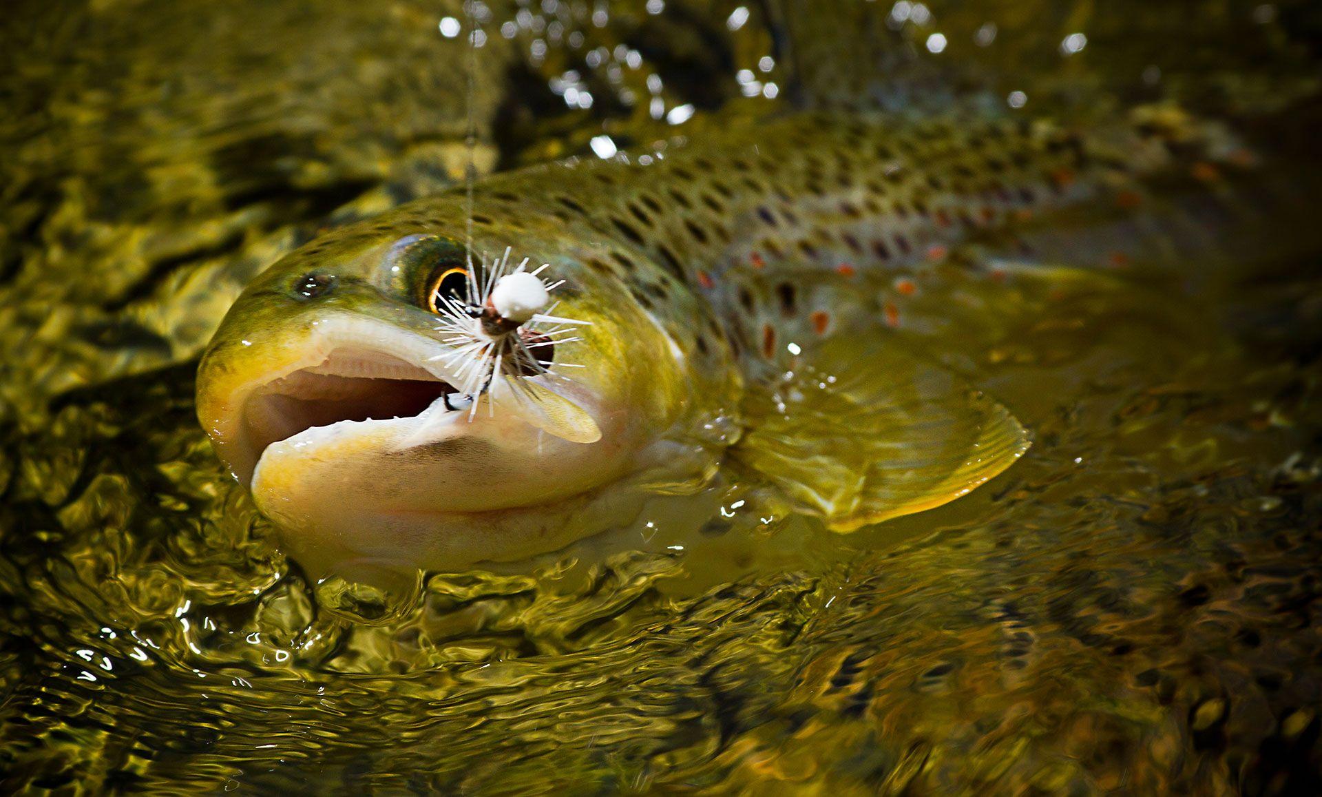 Hunting & Fishing Desktop Wallpapers - Top Free Hunting & Fishing ...