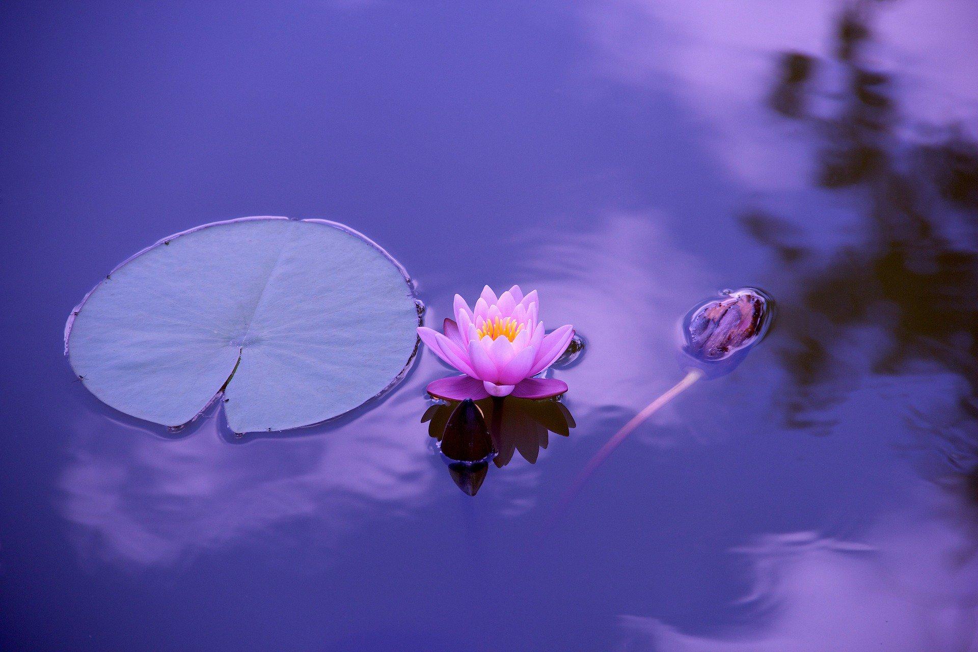 HD Purple Zen Wallpapers - Top Free HD Purple Zen Backgrounds ...