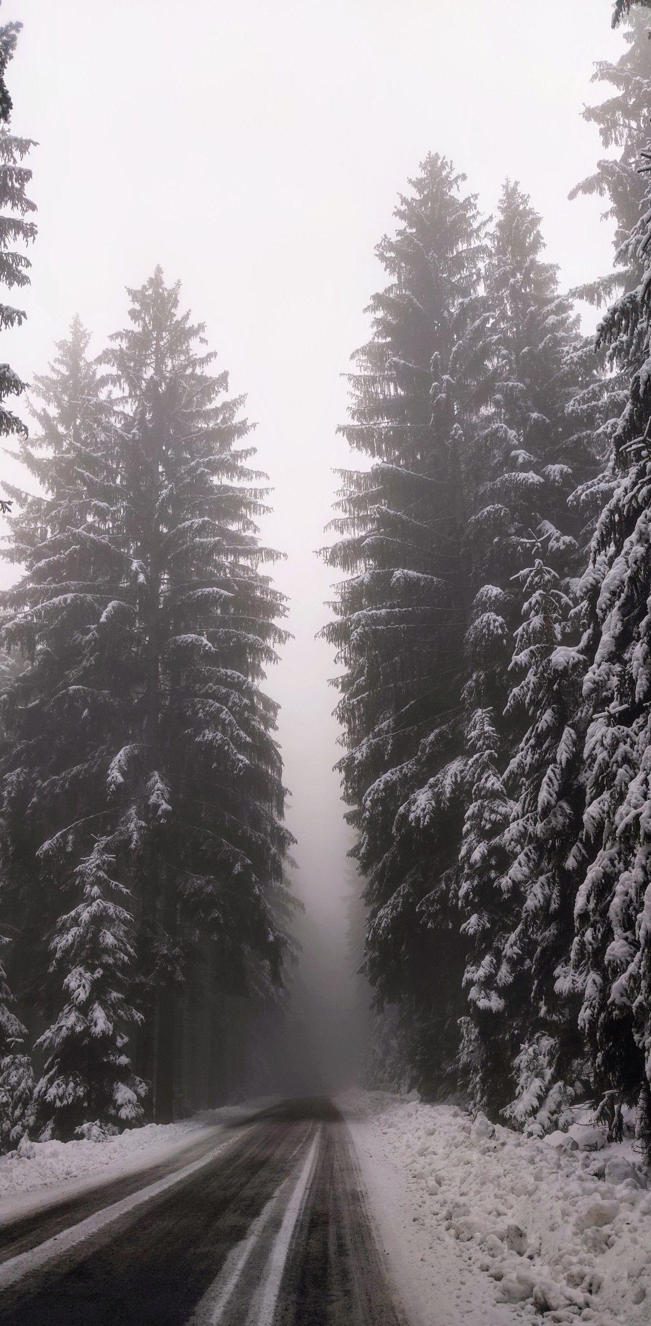 Foggy Winter Forest Wallpapers - Top Free Foggy Winter Forest ...