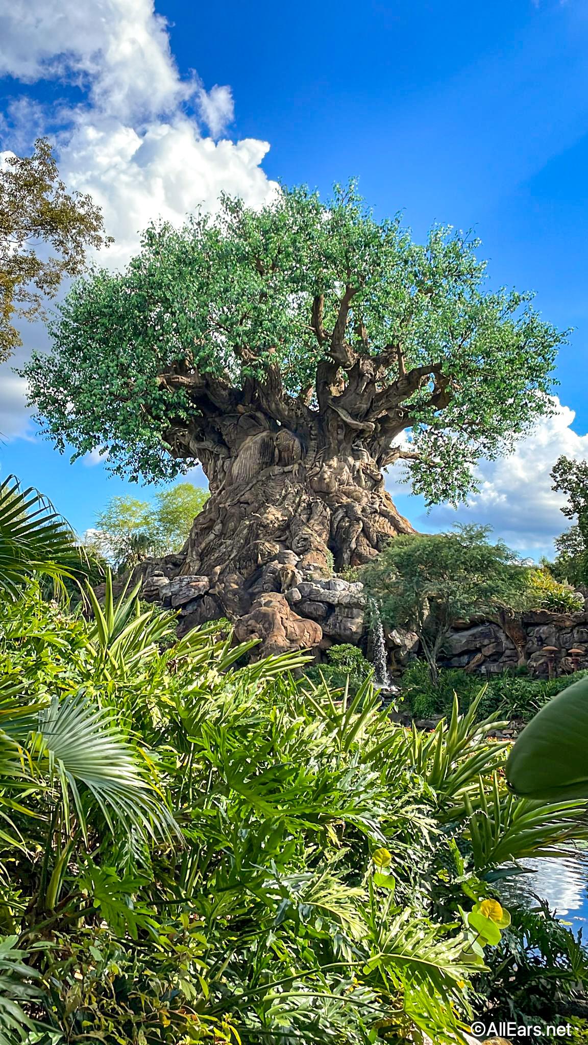 Tree of Life iPhone Wallpapers - Top Free Tree of Life iPhone ...
