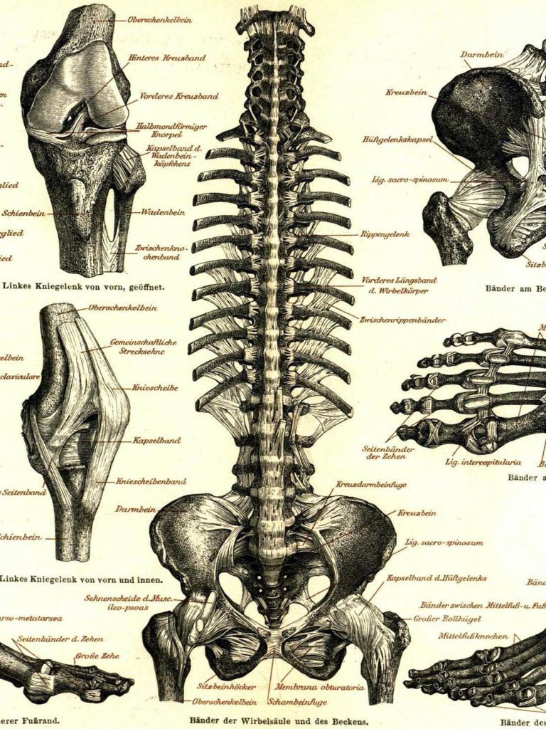 Anatomical iPhone Wallpapers - Top Free Anatomical iPhone Backgrounds ...