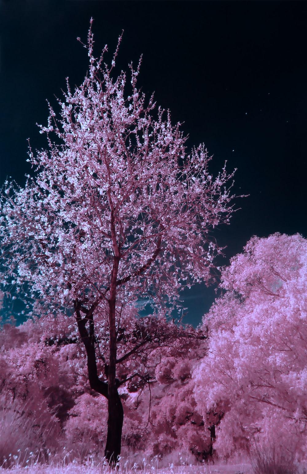 Sakura Night Wallpapers - Top Free Sakura Night Backgrounds ...