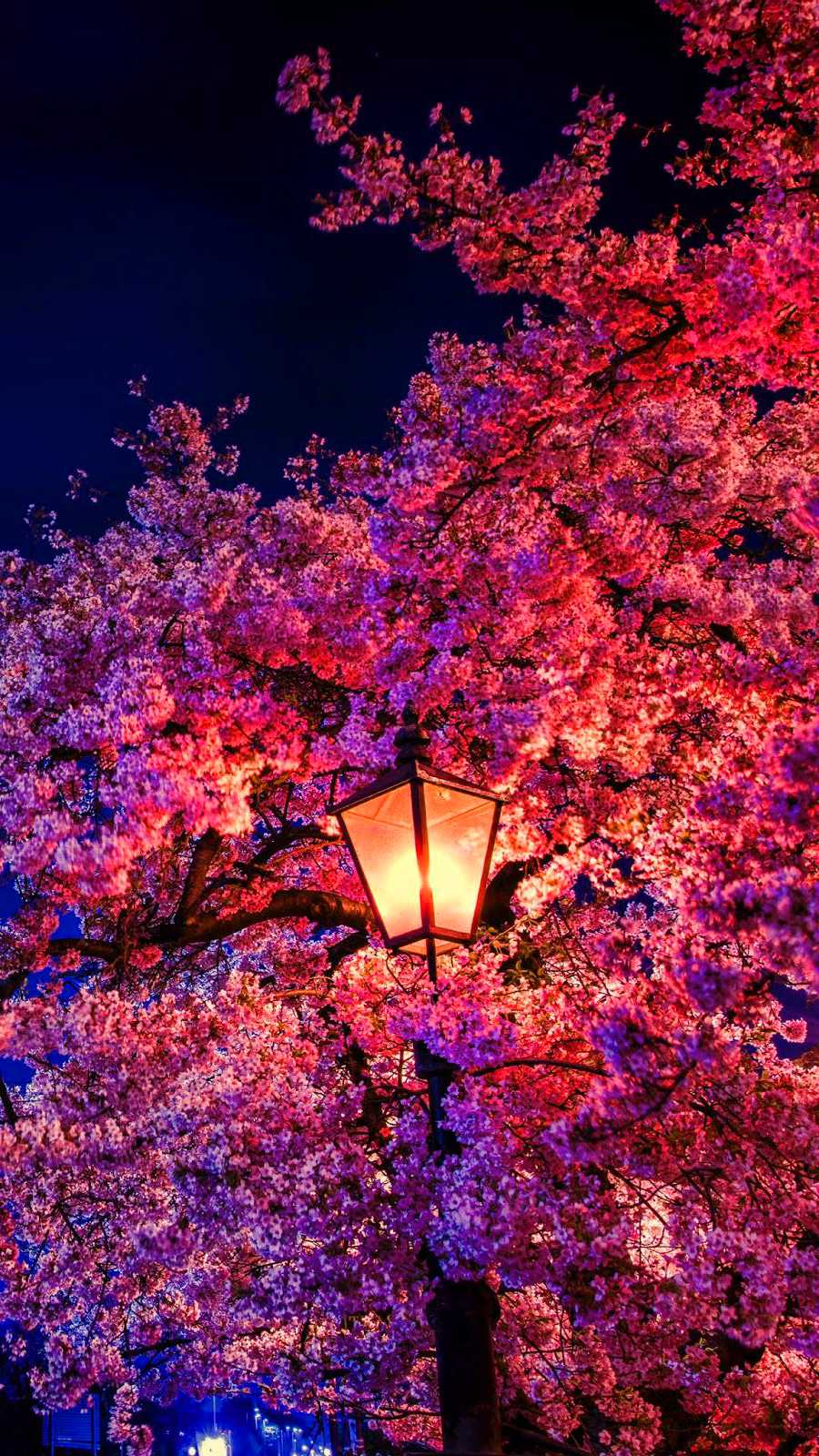 Sakura Night Wallpapers - Top Free Sakura Night Backgrounds ...