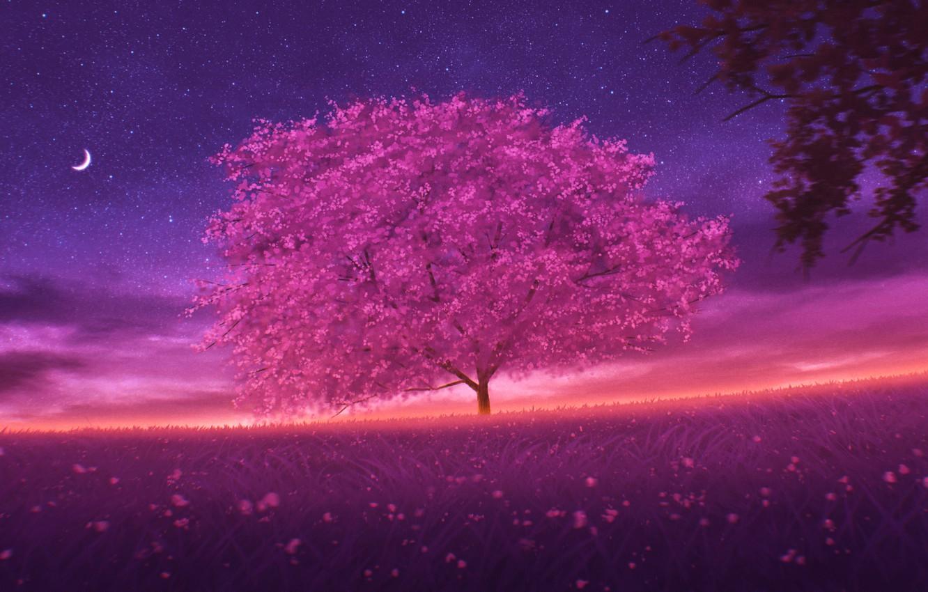 Sakura Night Wallpapers - Top Free Sakura Night Backgrounds ...