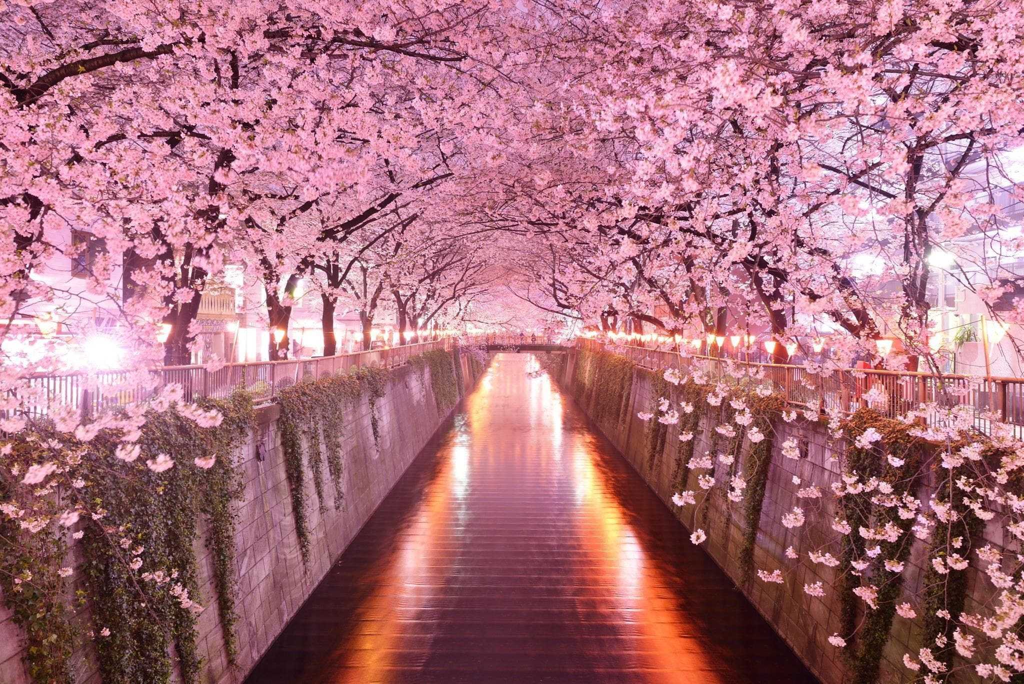 Sakura Night Wallpapers - Top Free Sakura Night Backgrounds ...