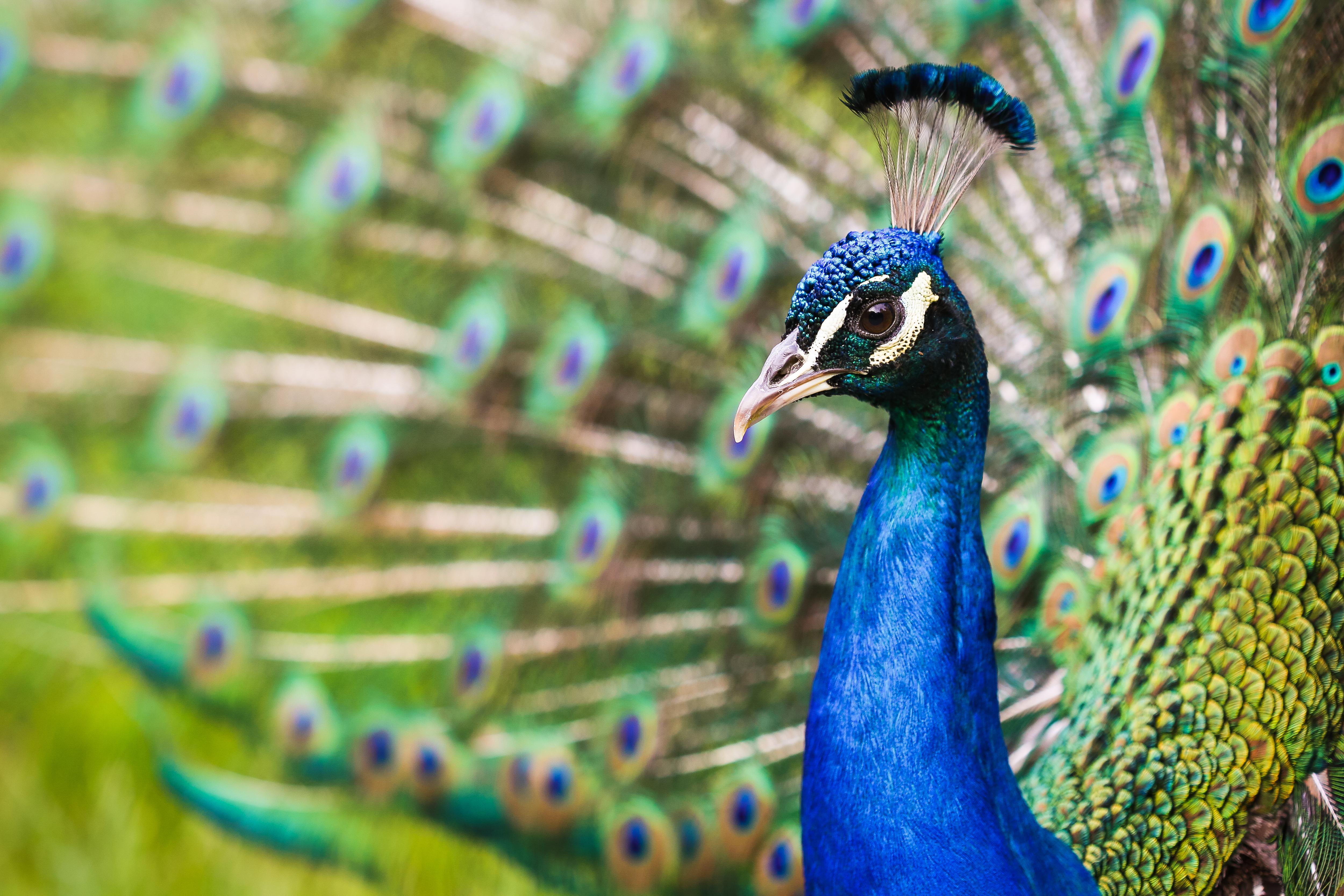 Cute Peacock Wallpapers - Top Free Cute Peacock Backgrounds ...