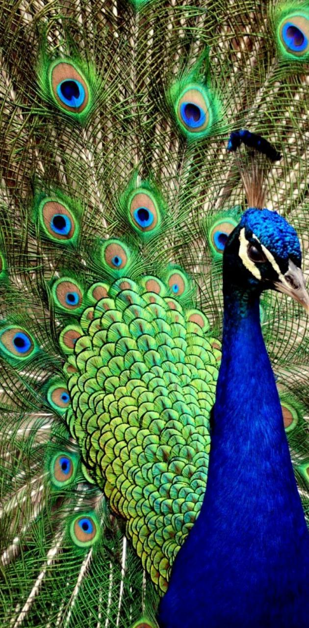 Cute Peacock Wallpapers - Top Free Cute Peacock Backgrounds ...