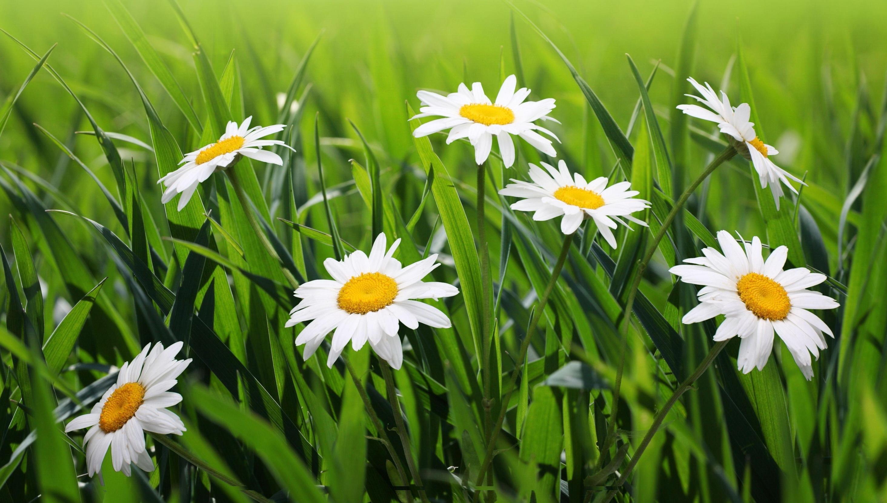 Grass And Flower Wallpaper